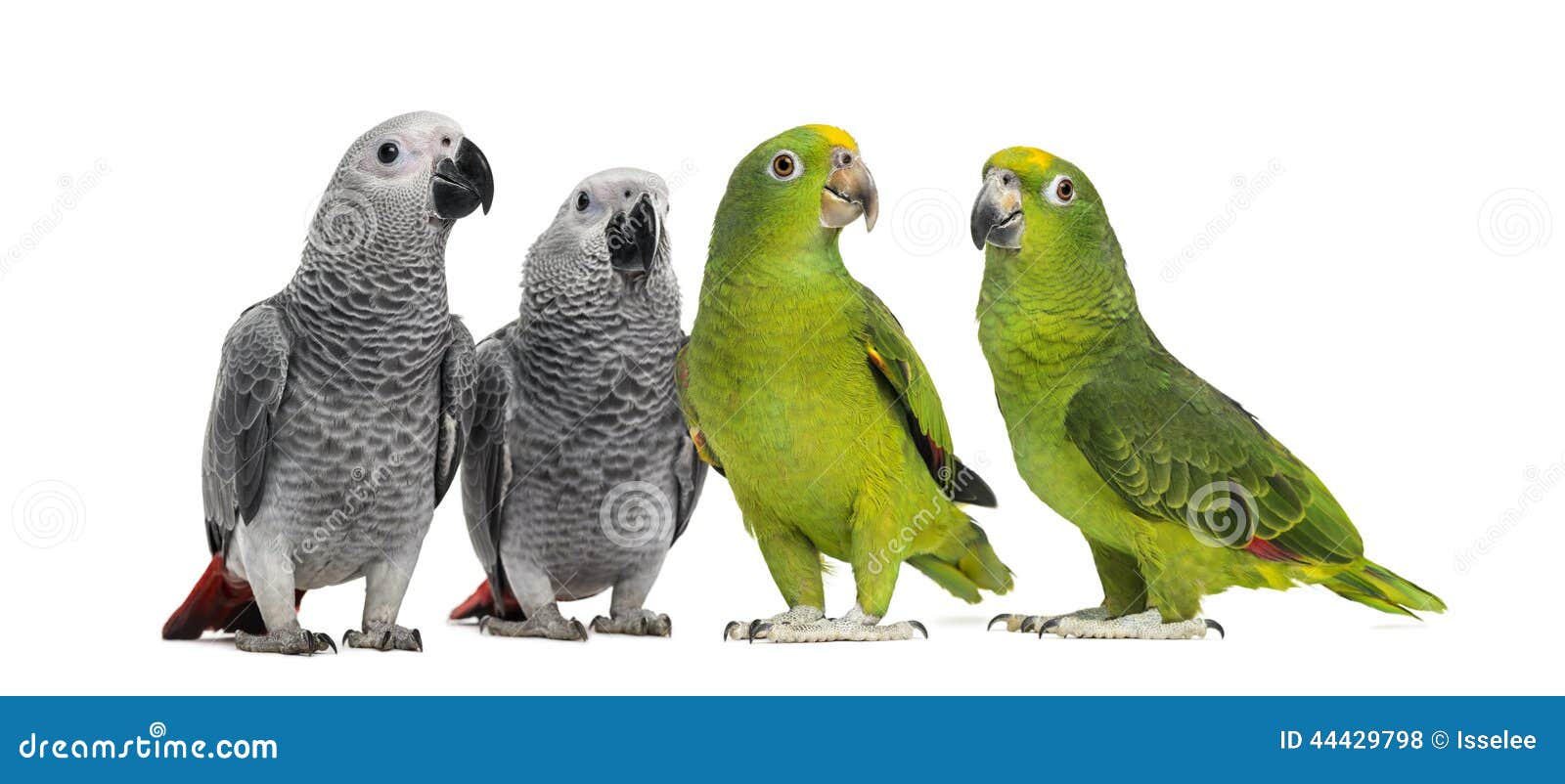 Group of parrots stock photo. Image of looking, vertebrate - 44429798