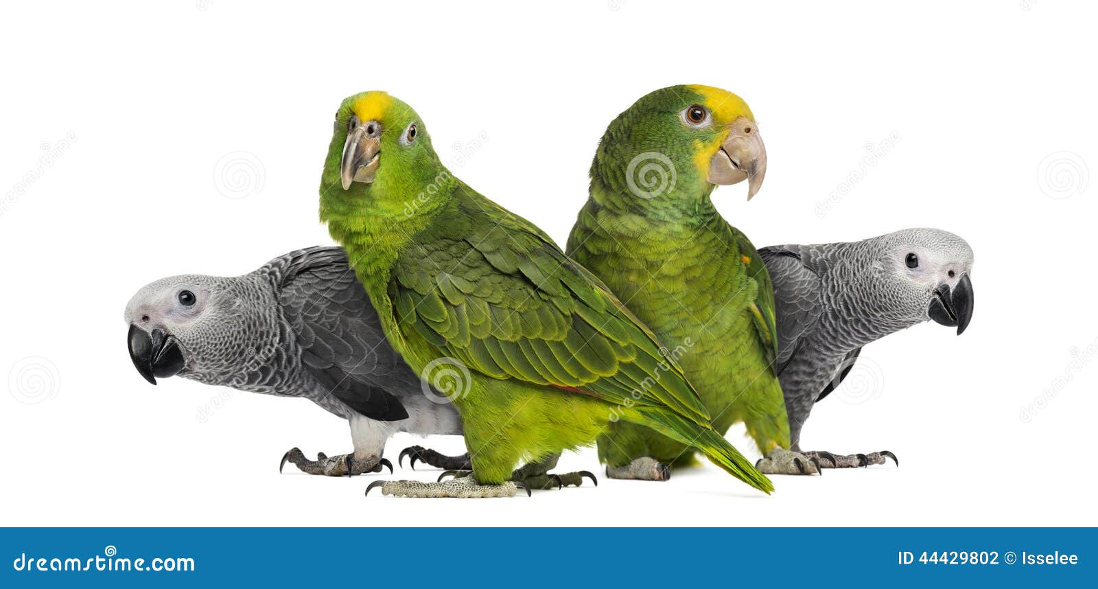 Group of parrots stock photo. Image of animal, birds - 44429802