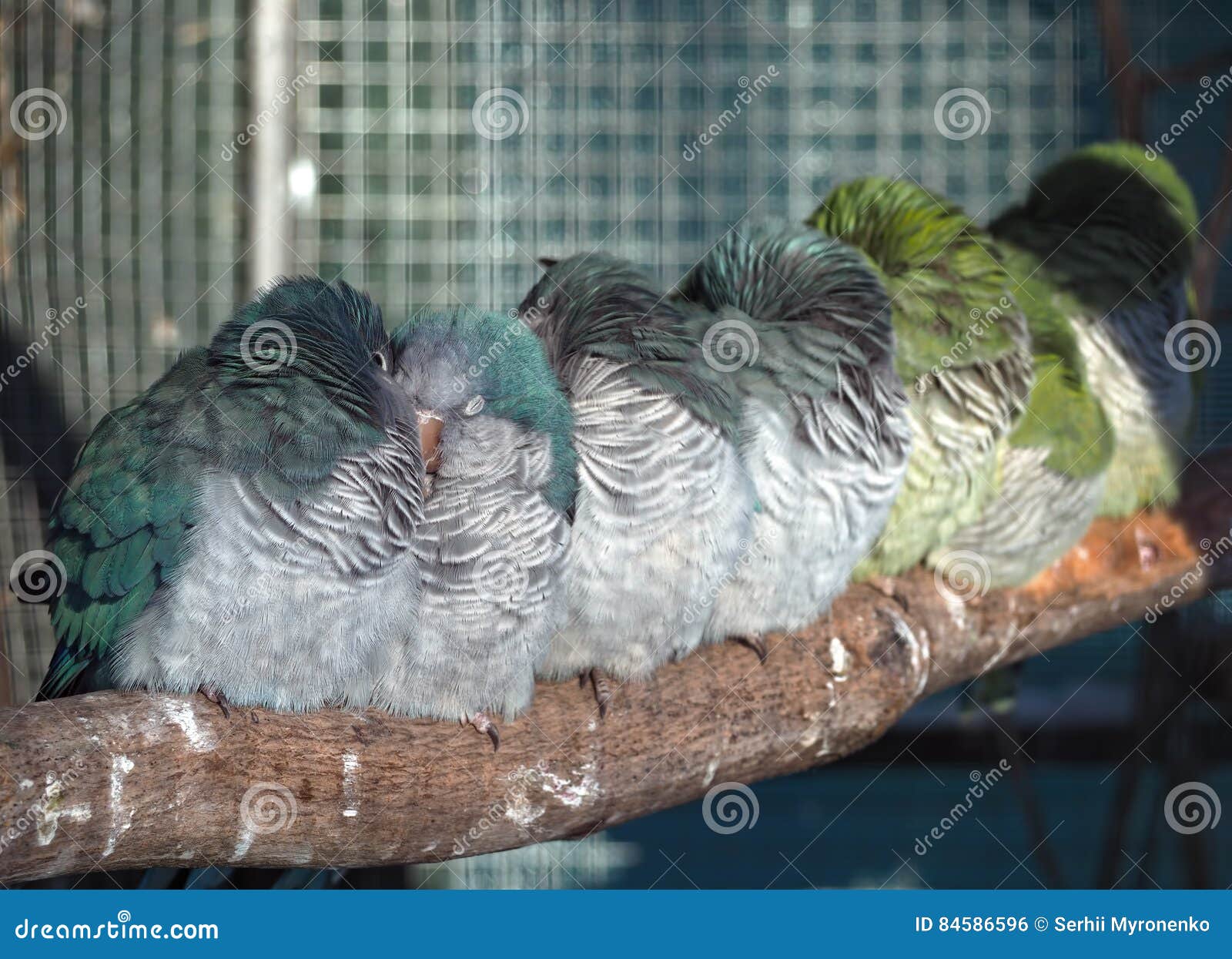 Group of Parrots Sleeping at Branch Stock Photo - Image of pretty ...