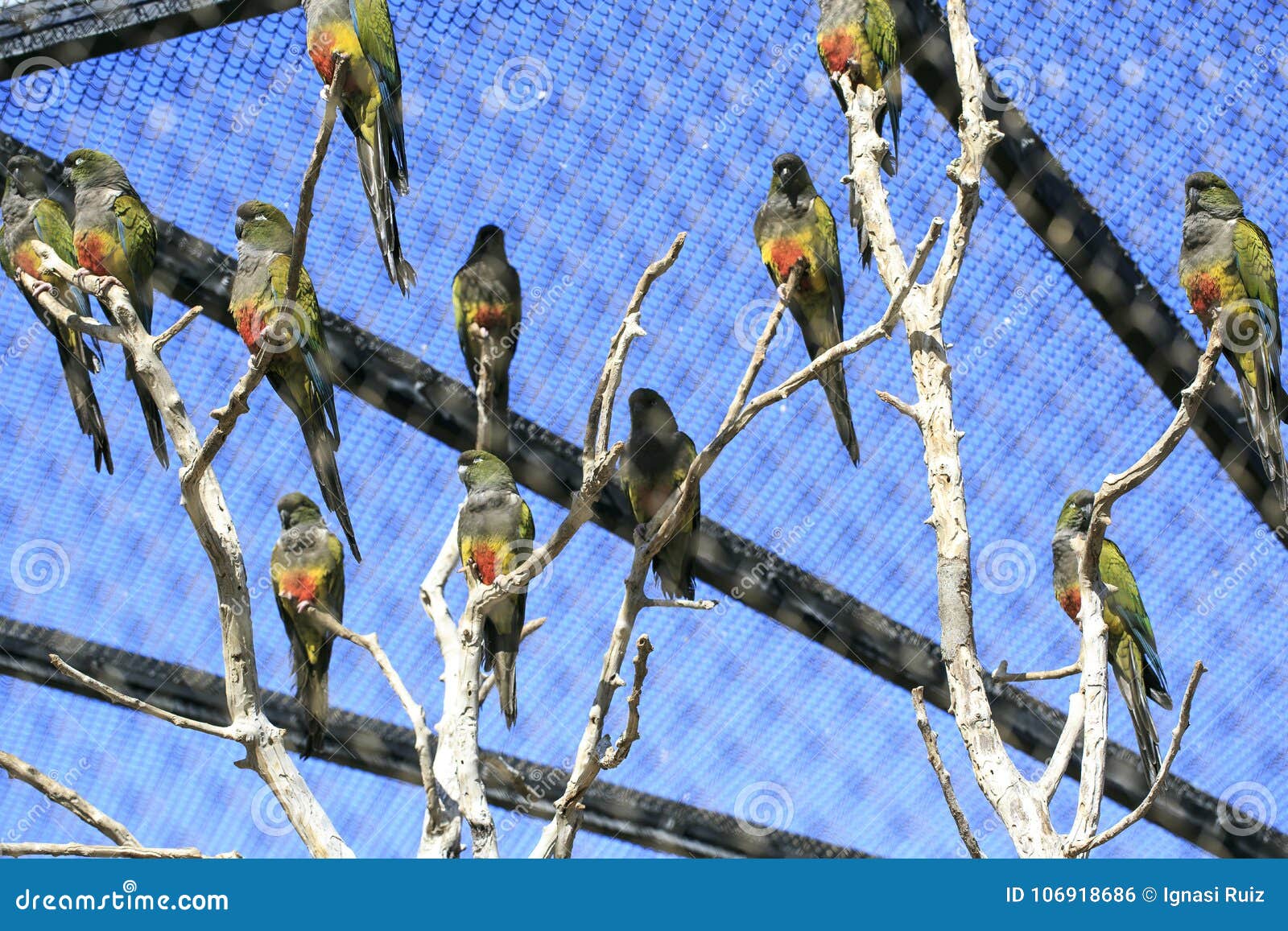 Group of parrots in a zoo stock photo. Image of tropical - 106918686