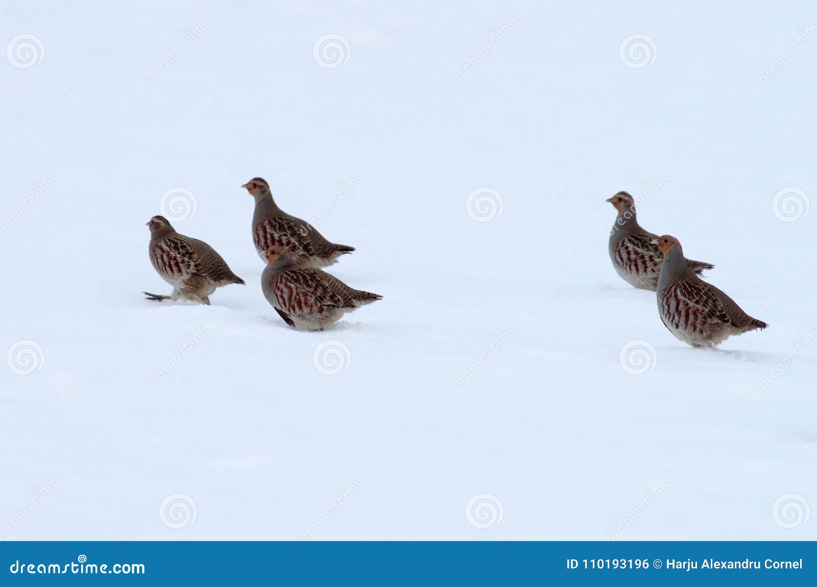 Partridges stock photo. Image of covey, feathery, animal - 110193196