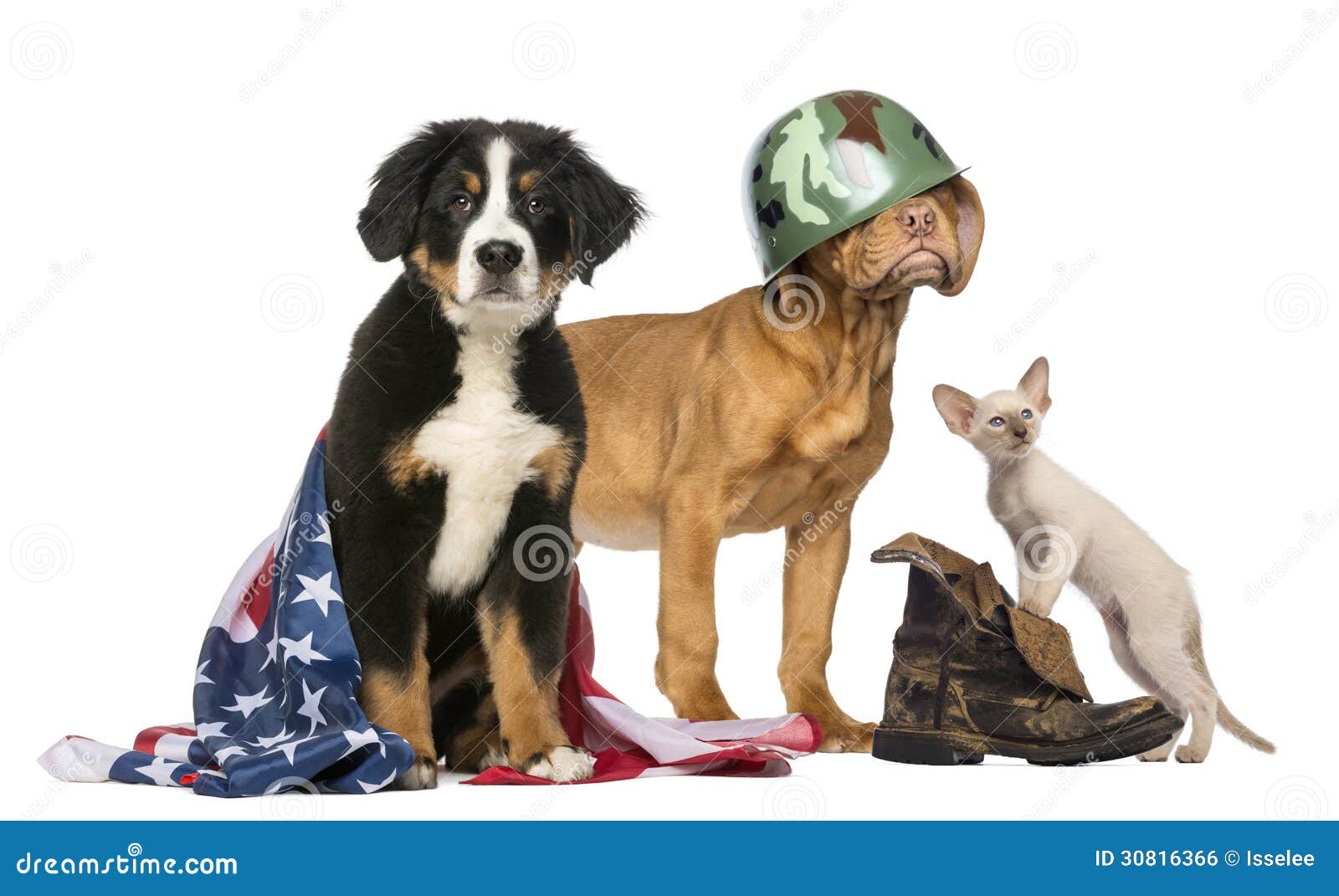 Group of Patriotic Dogs and Cat Stock Photo - Image of front, canine ...