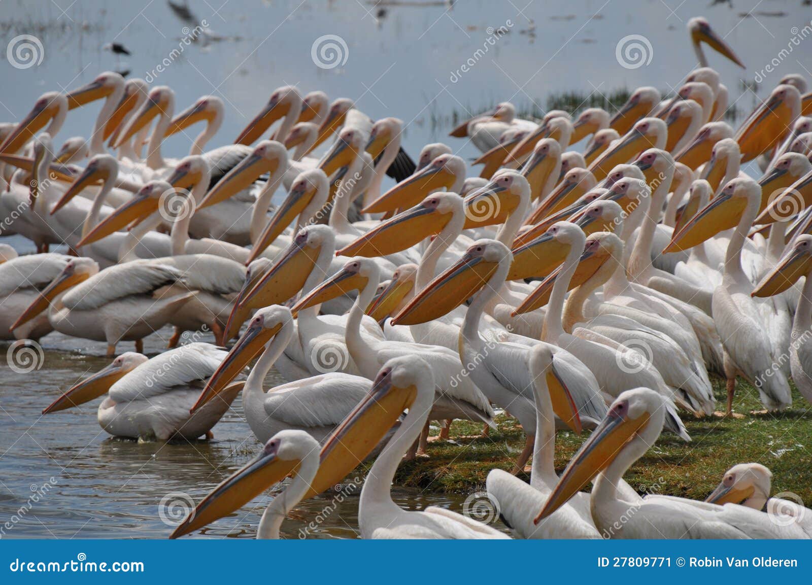 Group of pelicans stock image. Image of australia, eater - 27809771