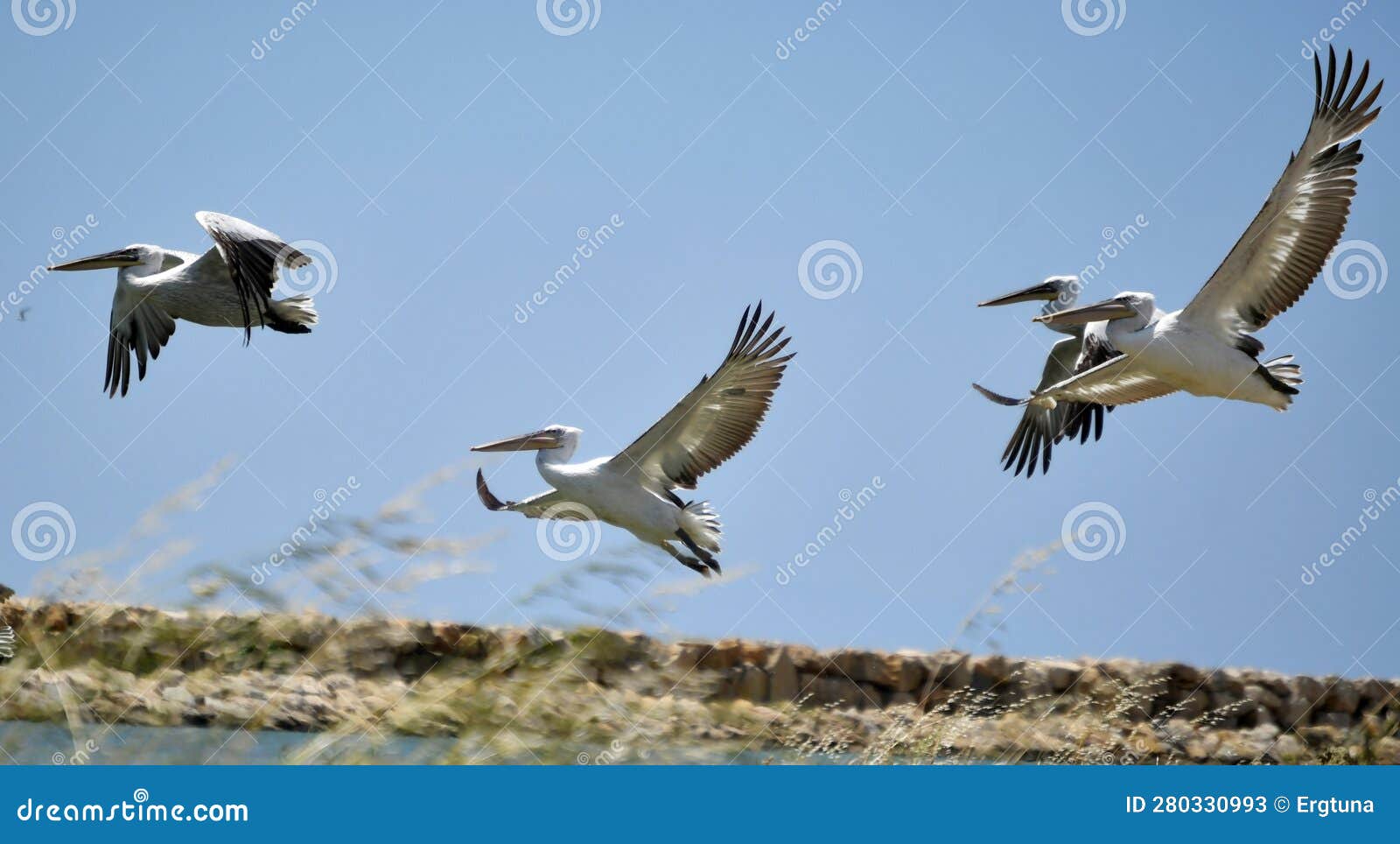 A Group of Pelicans in Flight, Two Spot-billed Pelican, Pelecanus Philippensis Flying in ...