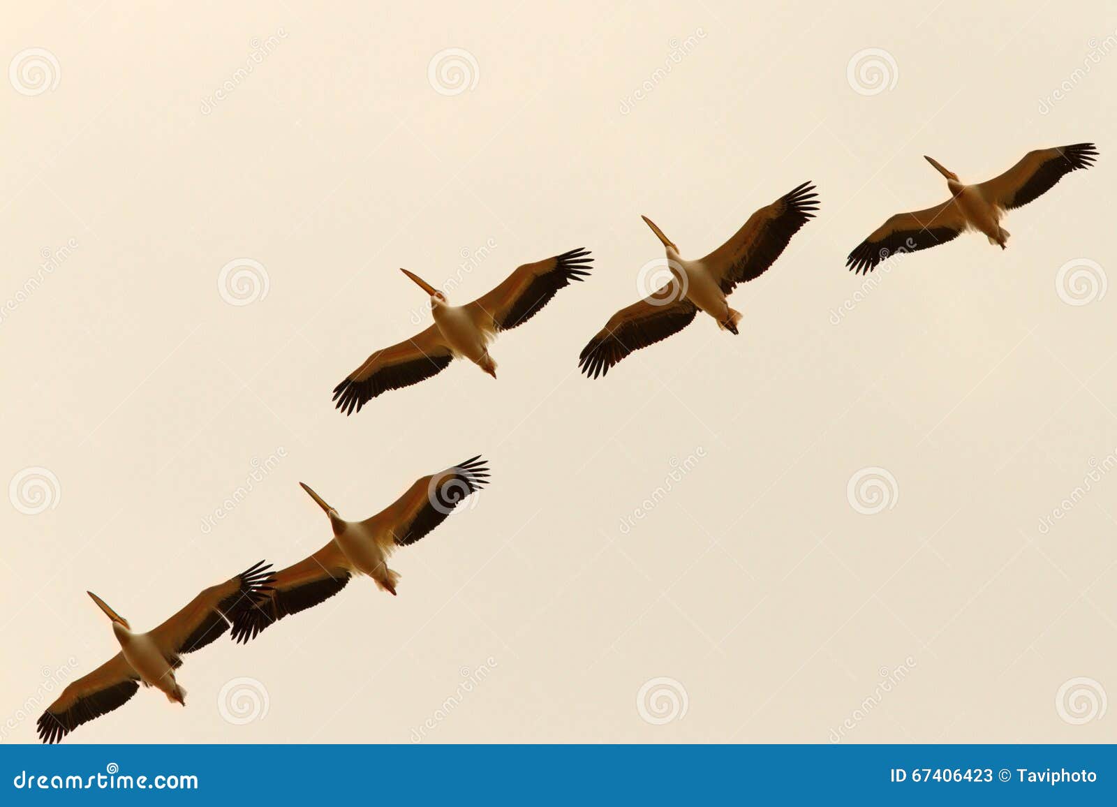 Group of Pelicans Flying in Formation Stock Image - Image of group, flock: 67406423