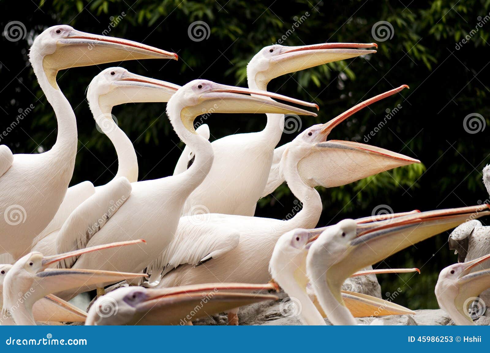 A group of pelicans stock image. Image of feeding, birds - 45986253