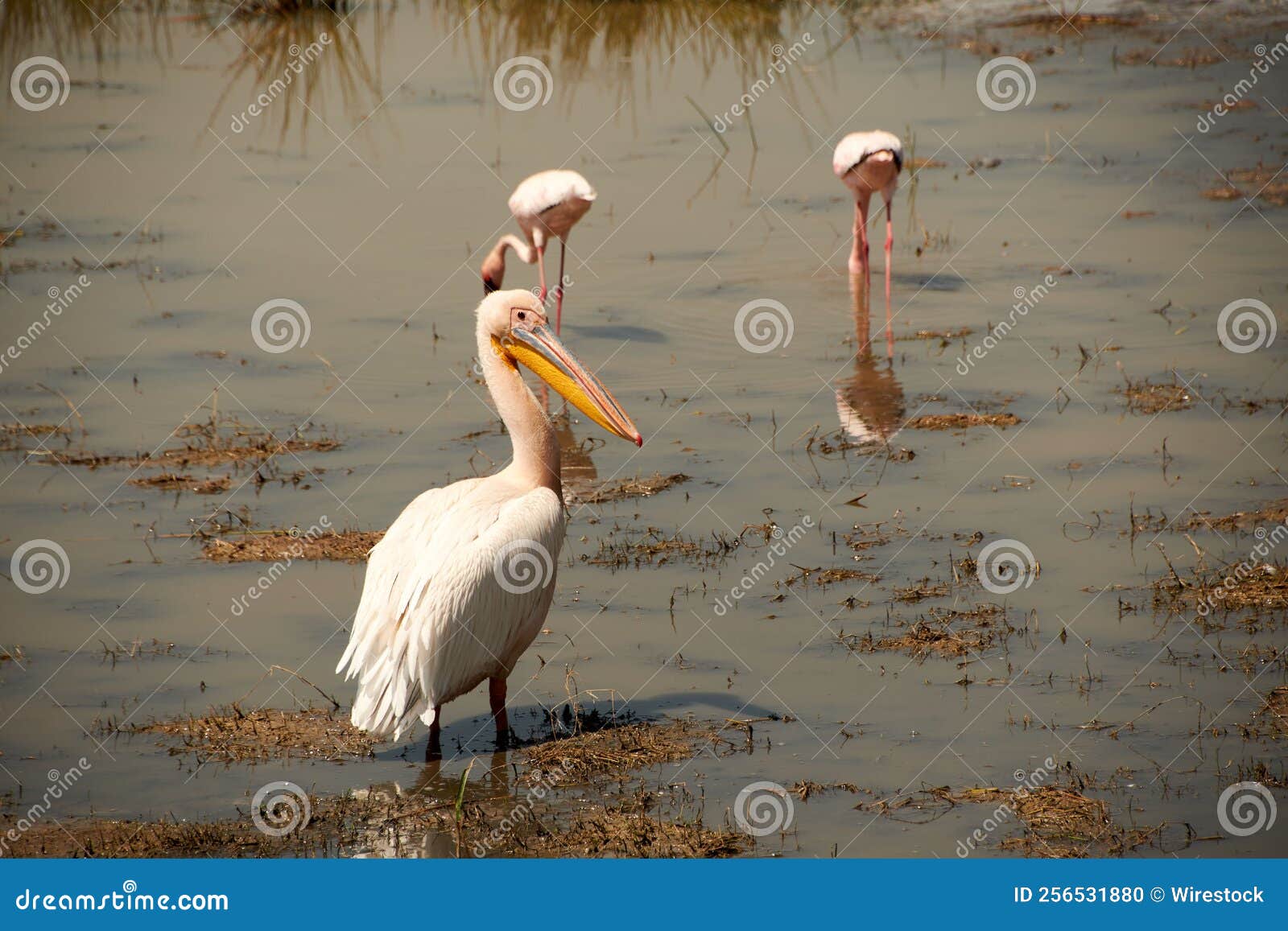 Group of Pelicans Wading in a Lake on a Safari Reserve Stock Photo ...