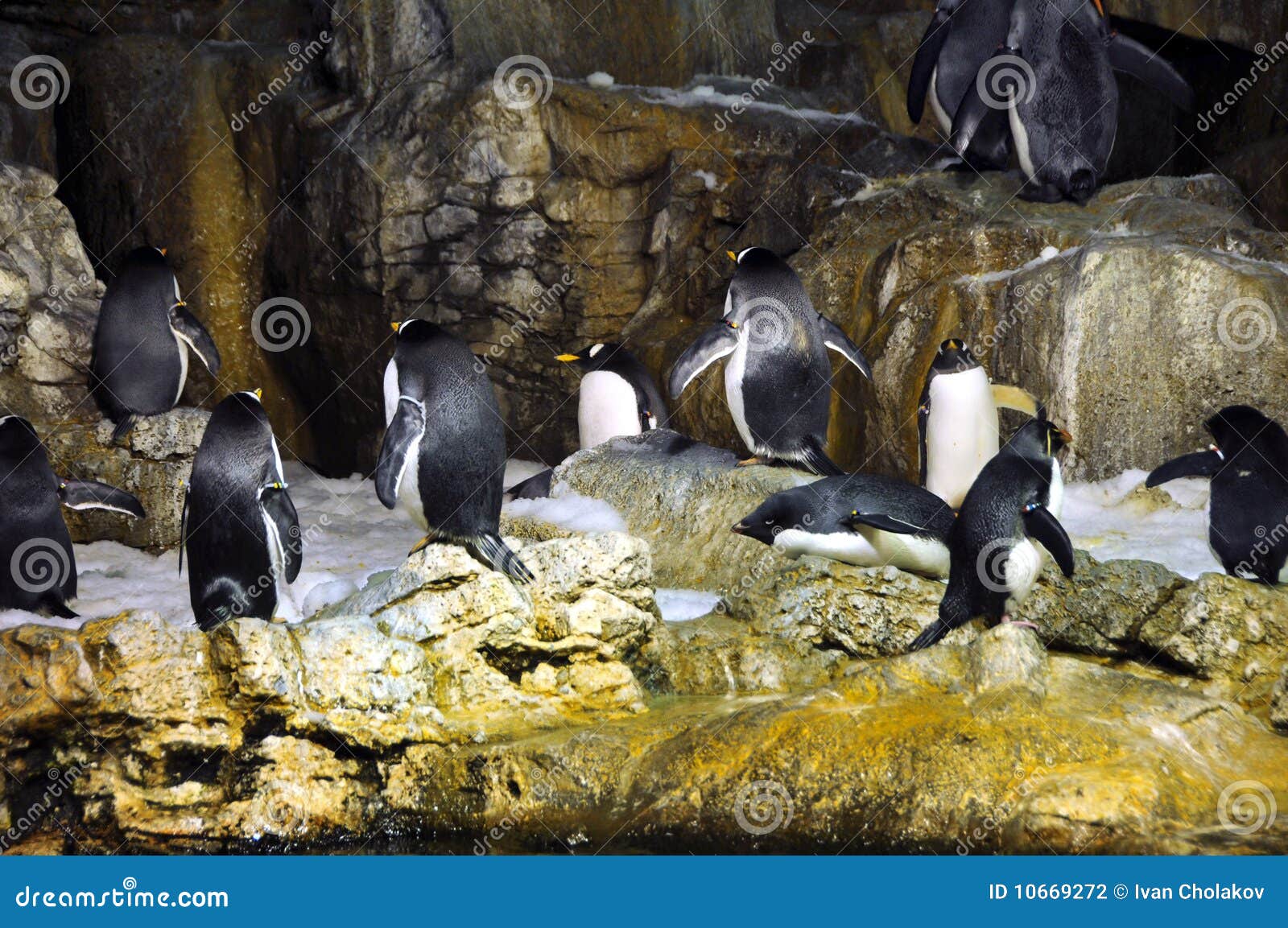 Group of penguins stock photo. Image of wilderness, flightless - 10669272