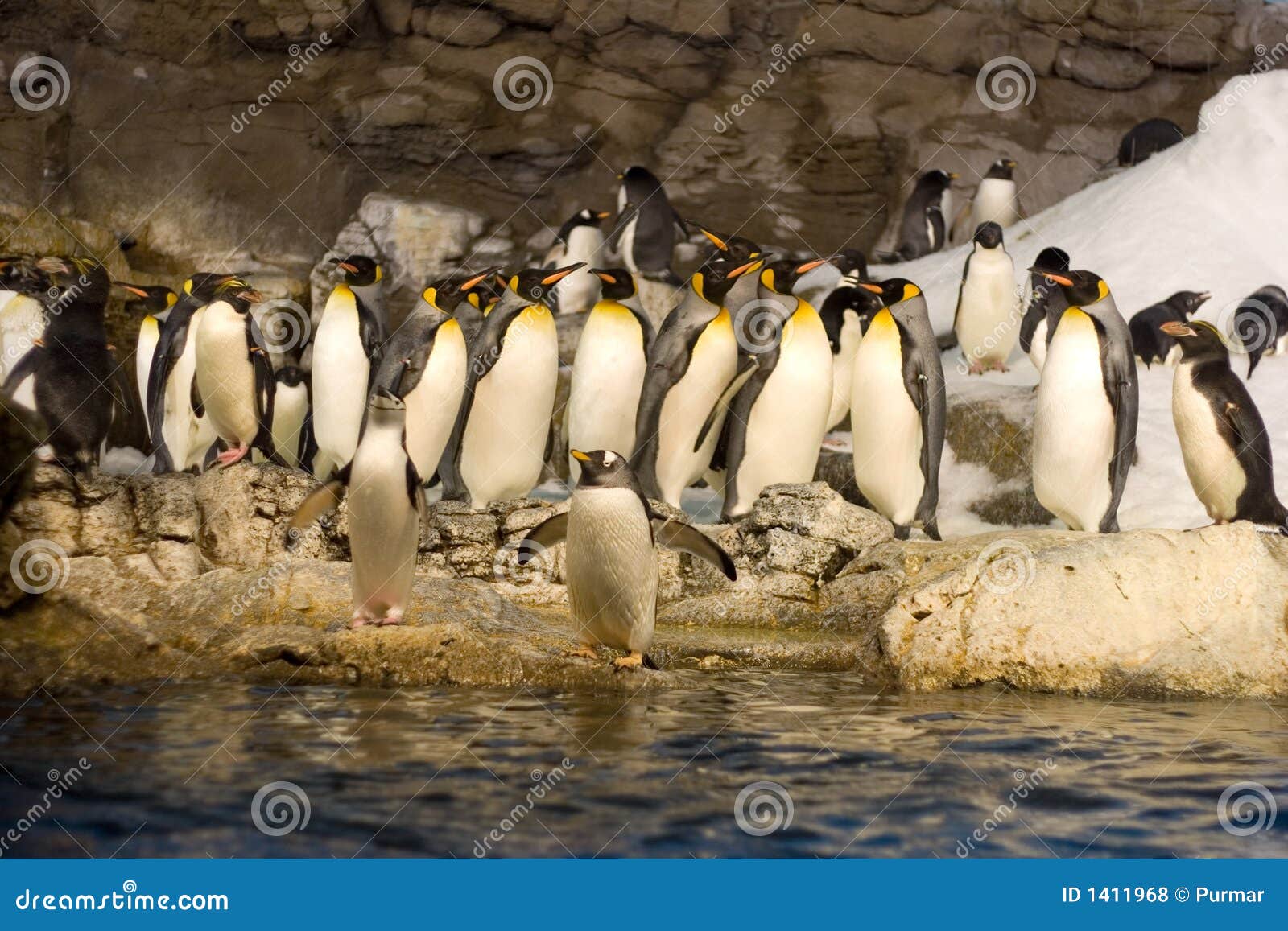 Group of penguins stock photo. Image of arctic, bird, snow - 1411968