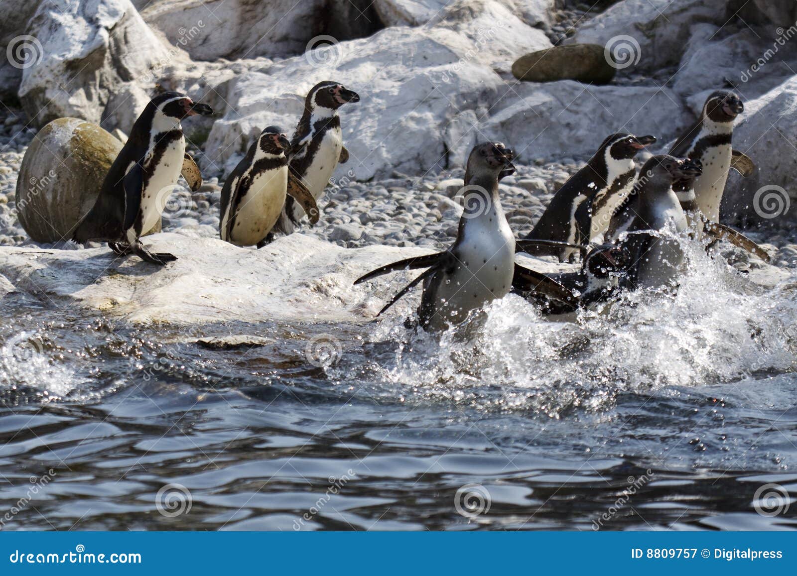 Group of penguins stock image. Image of antarctic, group - 8809757