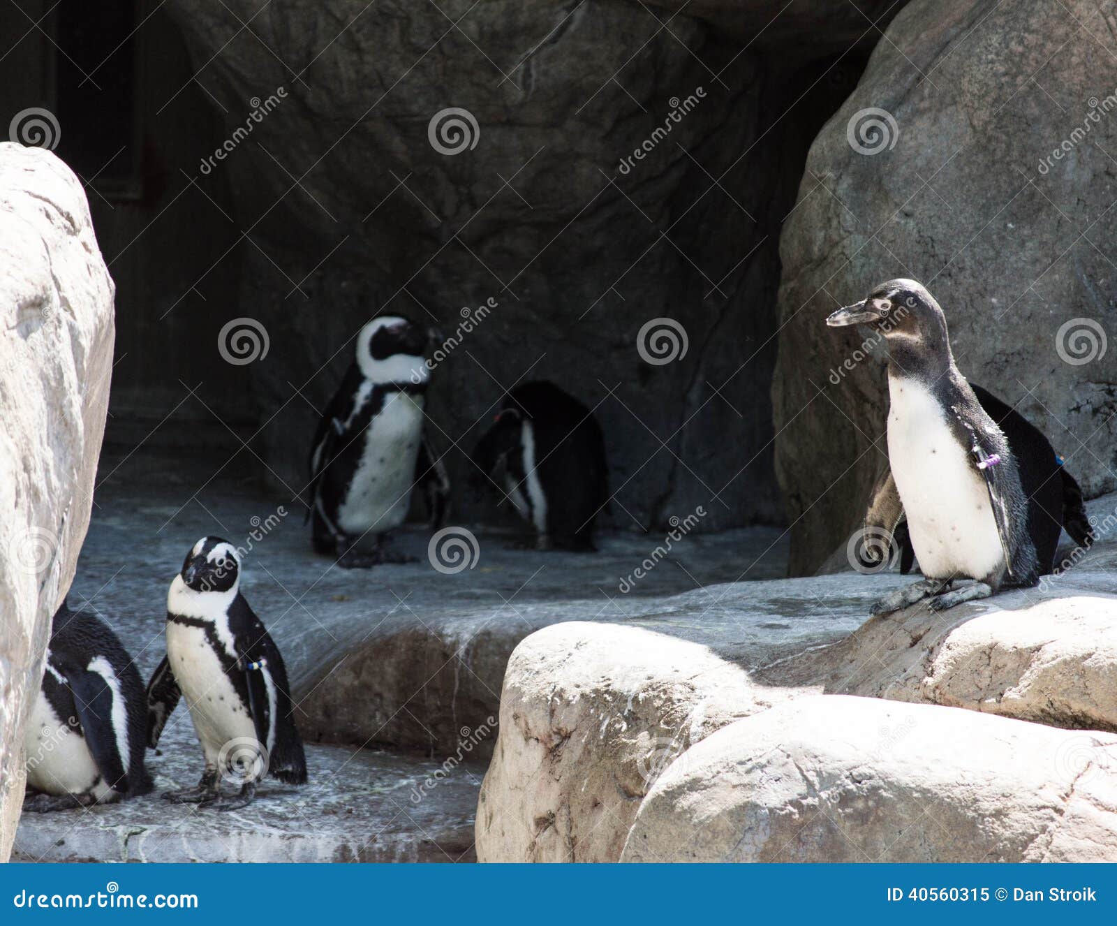 Group of penguins. stock image. Image of rocks, wildlife - 40560315