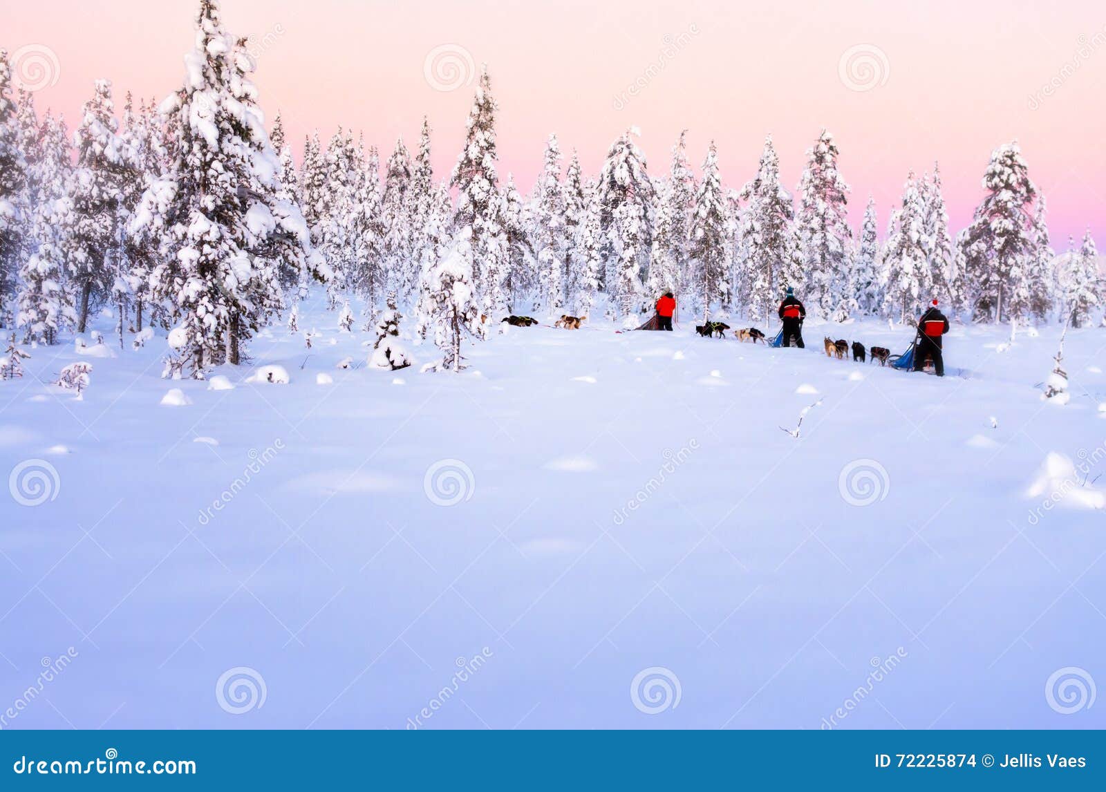 Group of People Dog Sledding through a Forest Editorial Stock Image ...