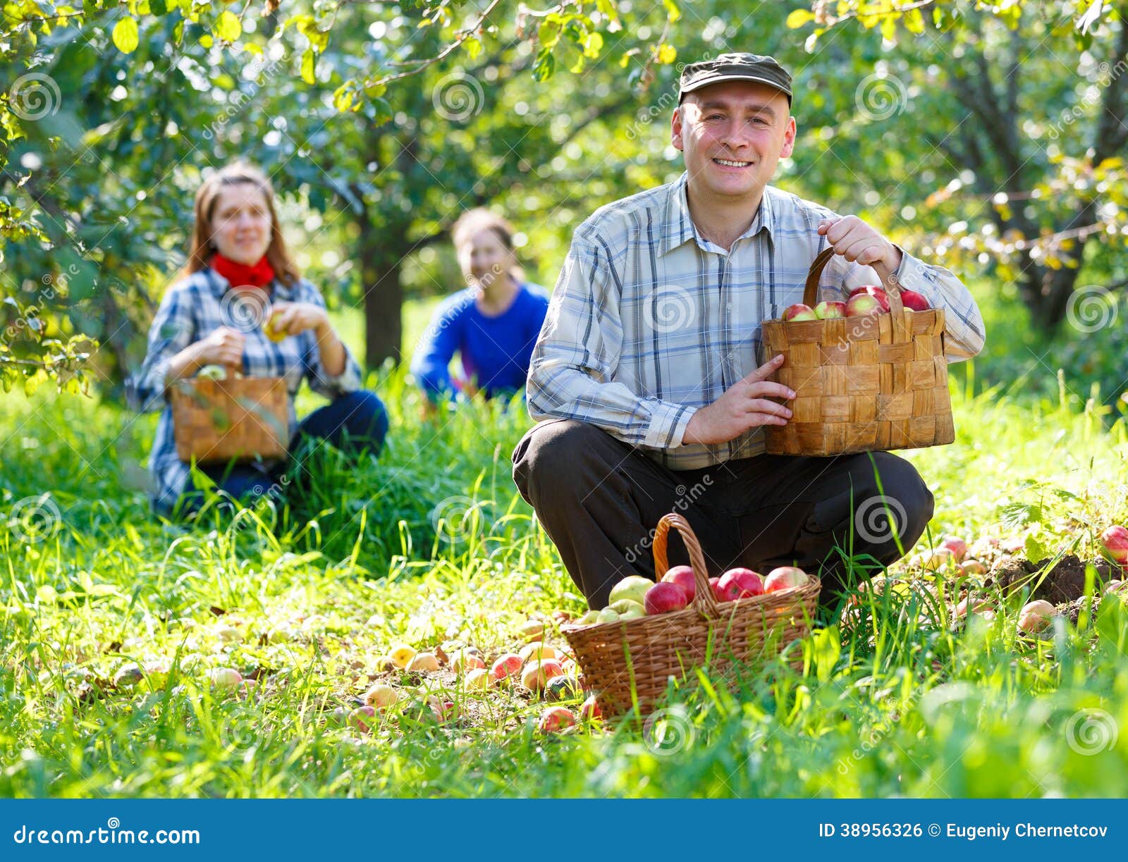 Group of People Gathers Apple Harvest Stock Photo - Image of eating ...