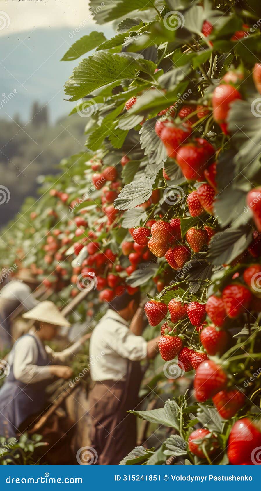 A Group of People Picking Strawberries from a Tree Stock Illustration ...