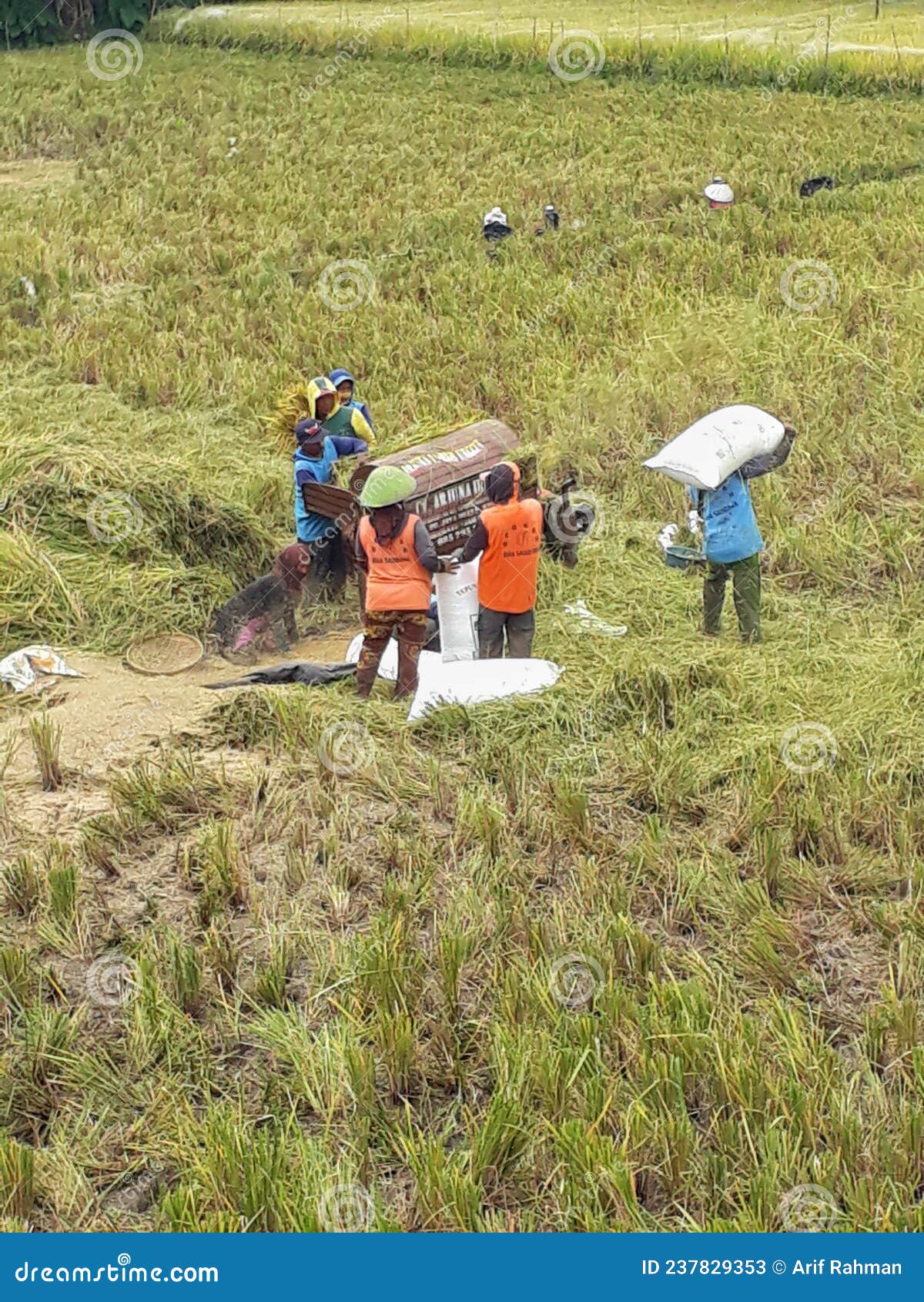 A Group of People Sorting Rice Using a Machine, after a Day of Cutting ...
