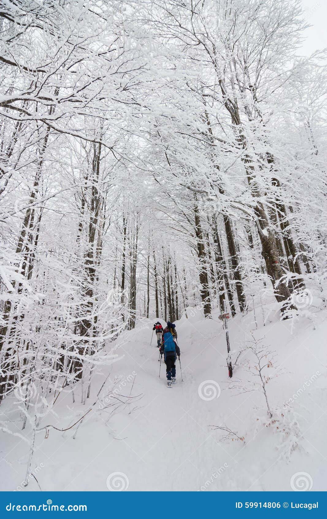 Group of People Walking in a Forest with Snow Rackets Stock Photo ...