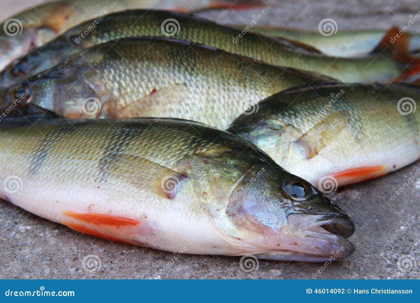 A group of perch stock photo. Image of fish, lunch, skin - 46014092