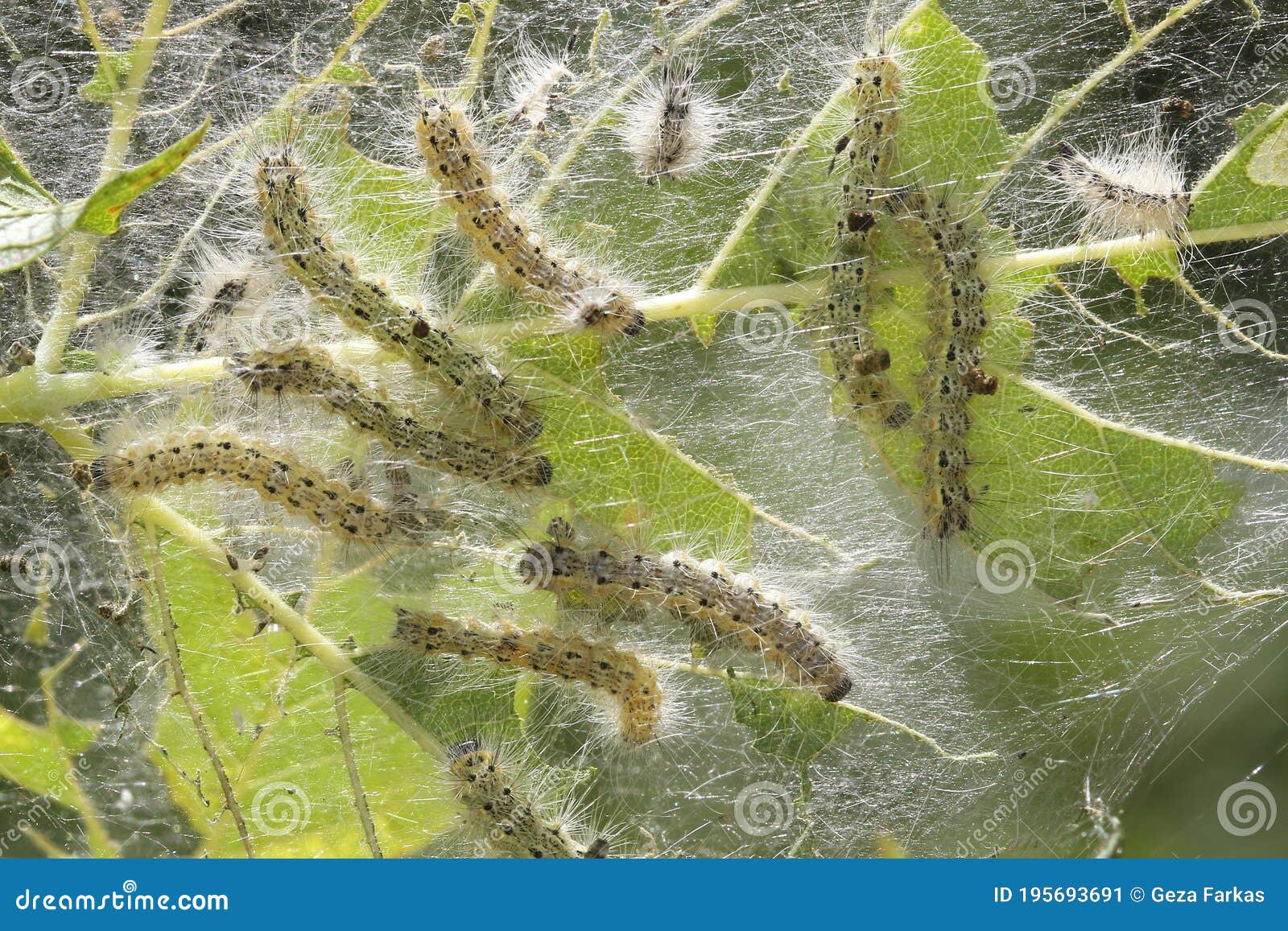 Fall Webworm Moth Larva Crawl Over White Royalty-Free Stock Image ...