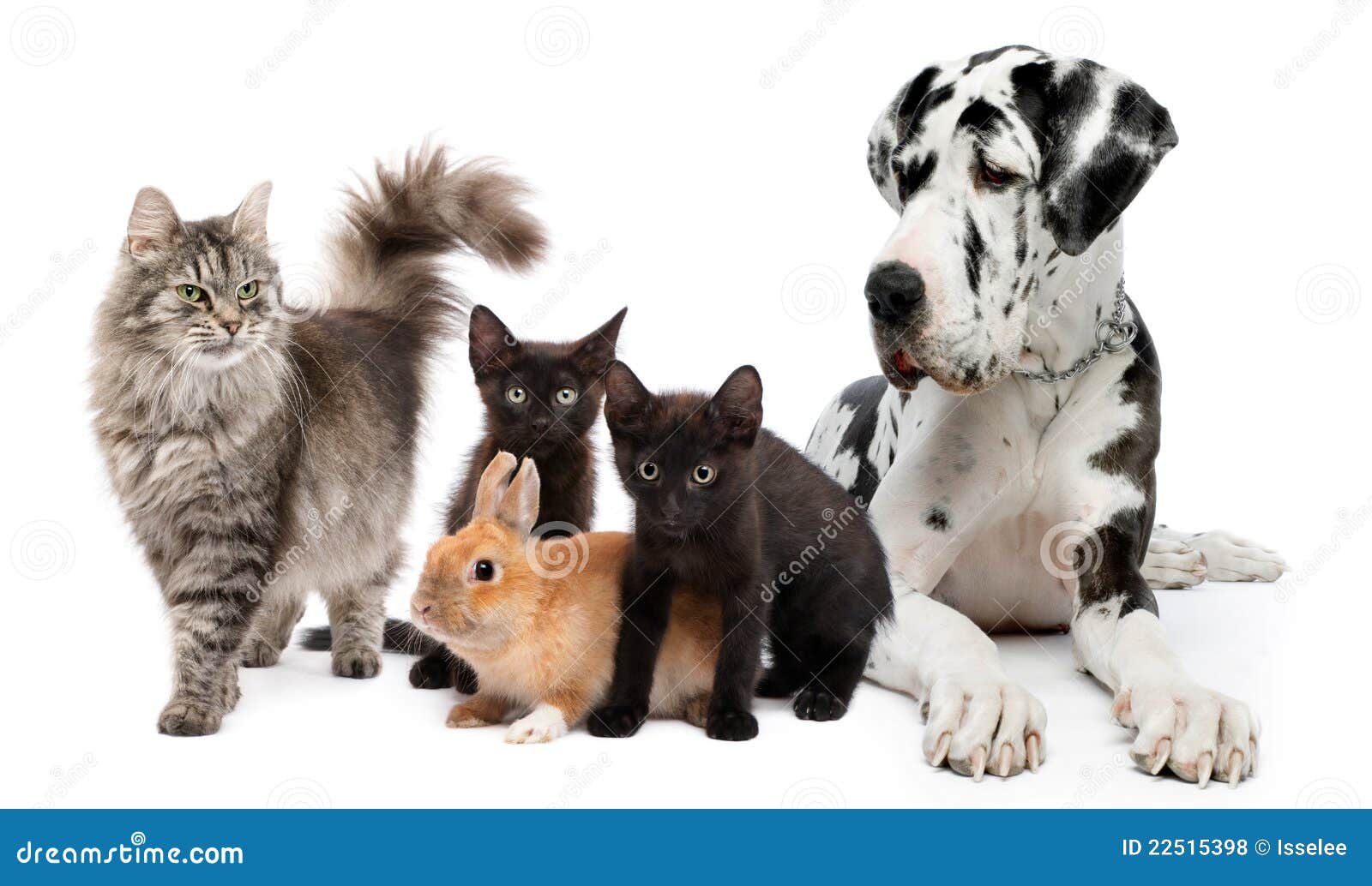 Group of pets stock photo. Image of group, background - 22515398