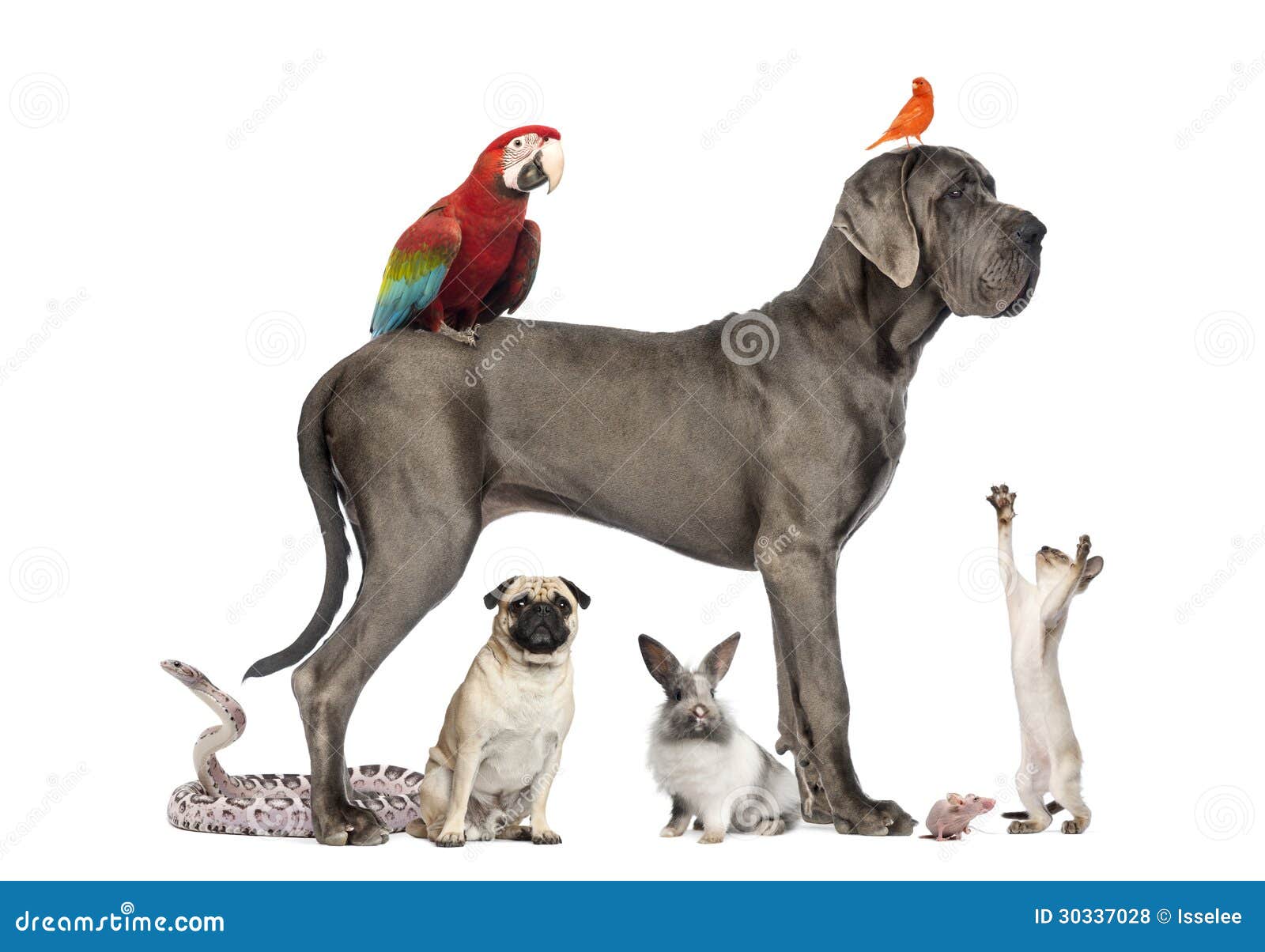 Group Of Pets - Dog, Cat, Bird, Reptile, Rabbit Royalty Free Stock ...