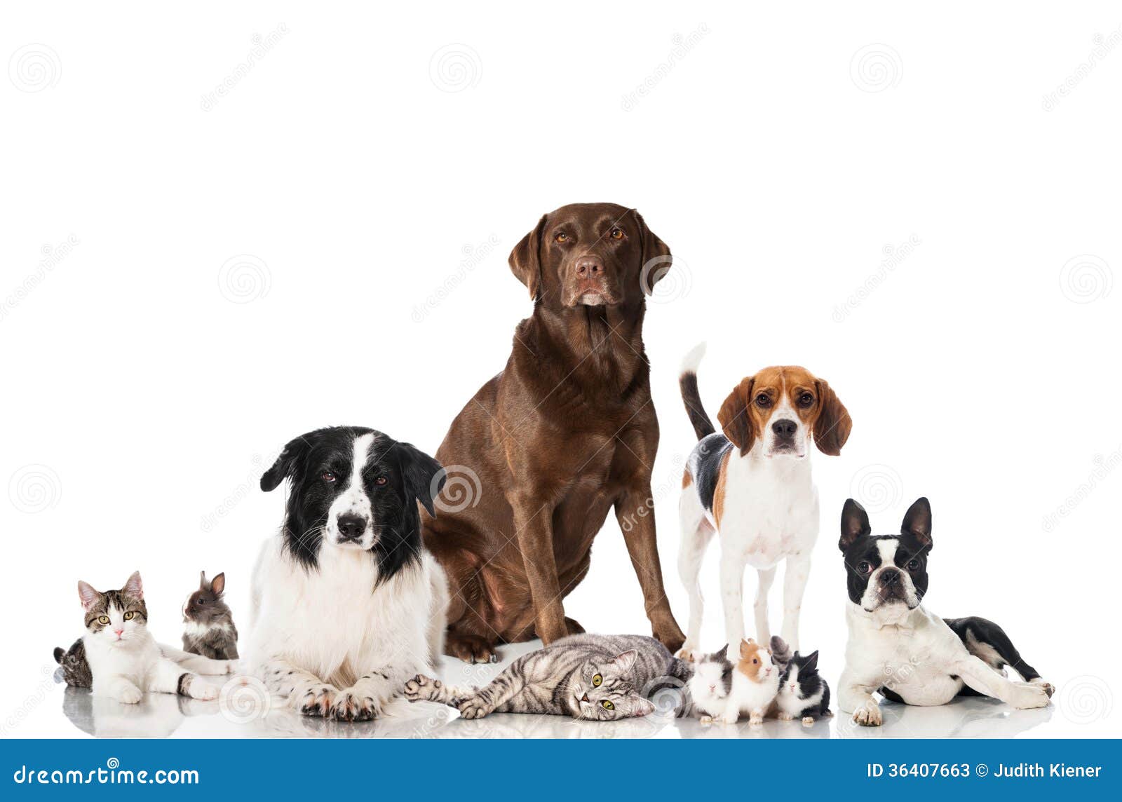 Dogs And Cats With Falling Autumn Leaves Royalty-Free Stock Image ...