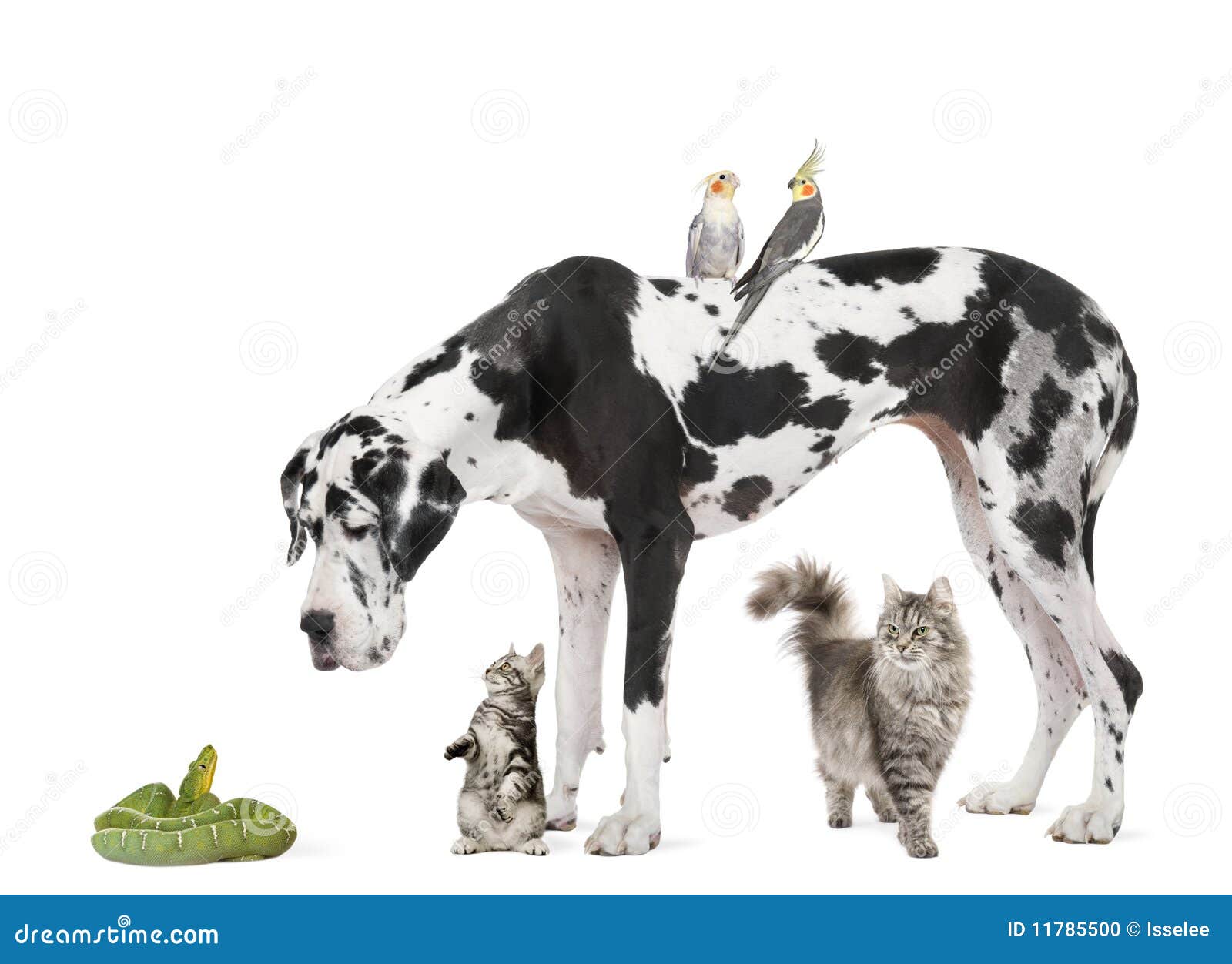 Group of Pets in Front of White Background Stock Photo - Image of ...