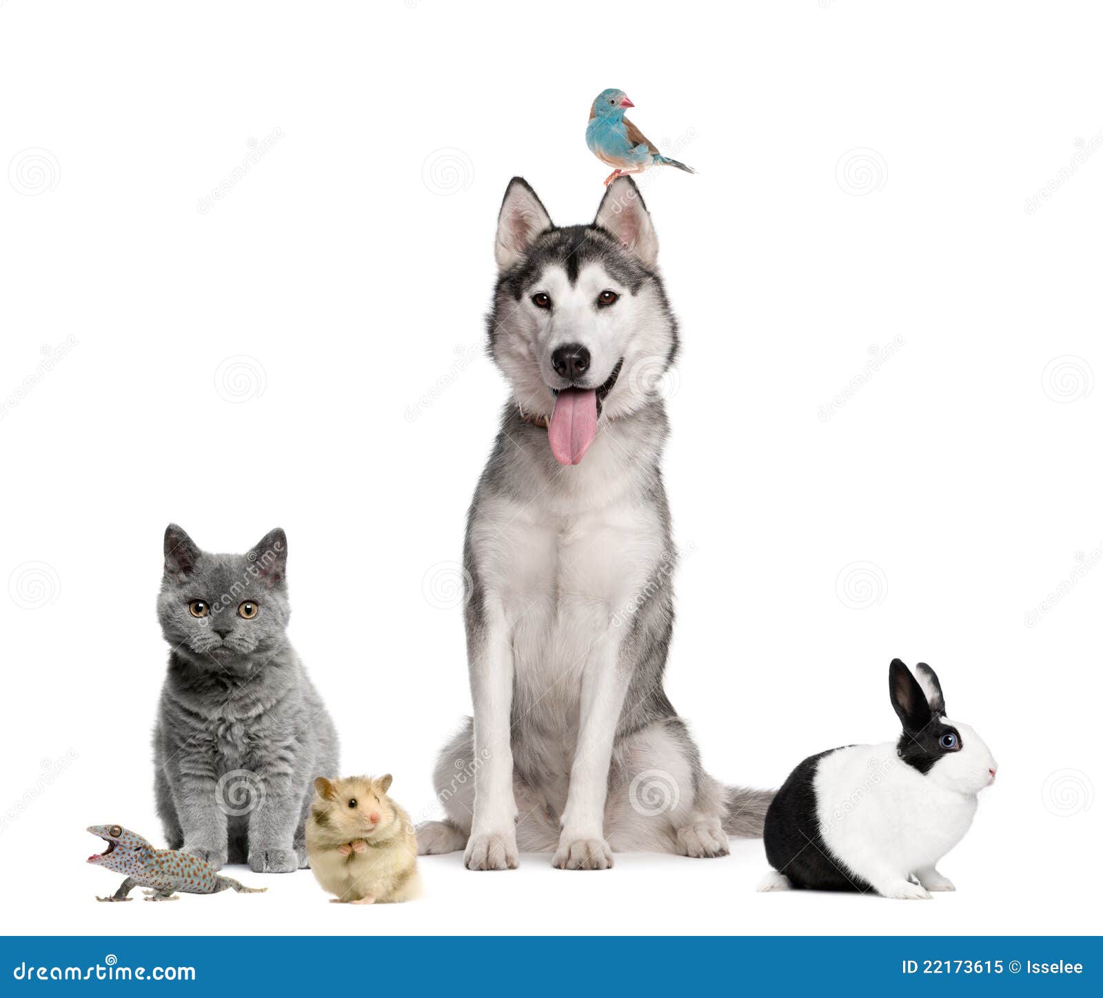 Dog Cat Rabbit Hamster Bird Stock Photos - Free & Royalty-Free Stock ...