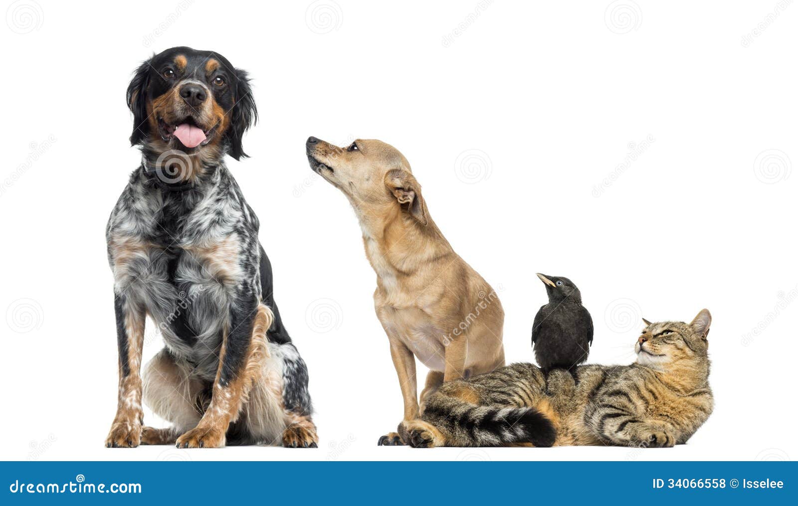 Group of pets, isolated stock photo. Image of group, eurasian - 34066558