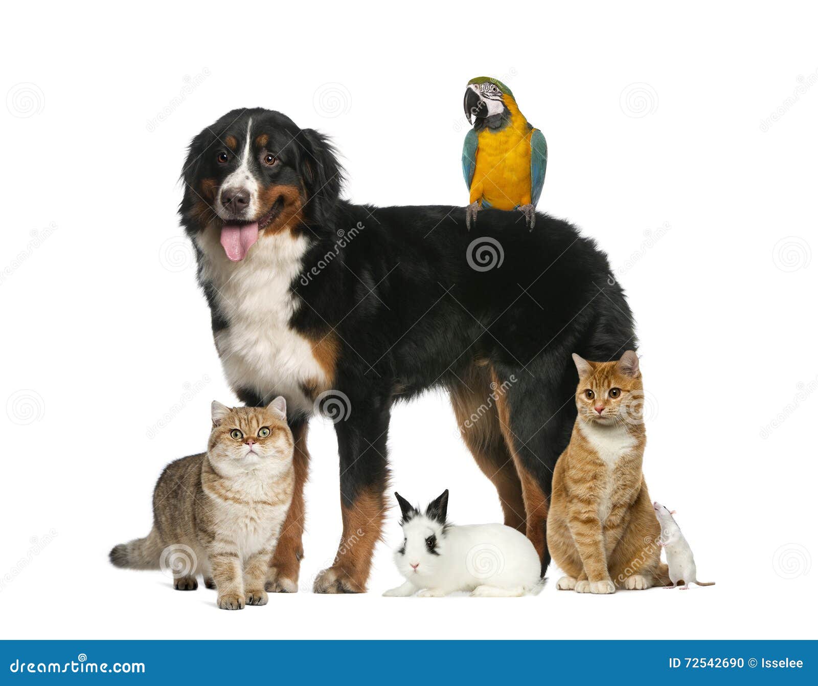 Group of pets stock photo. Image of studio, british, purebred - 72542690