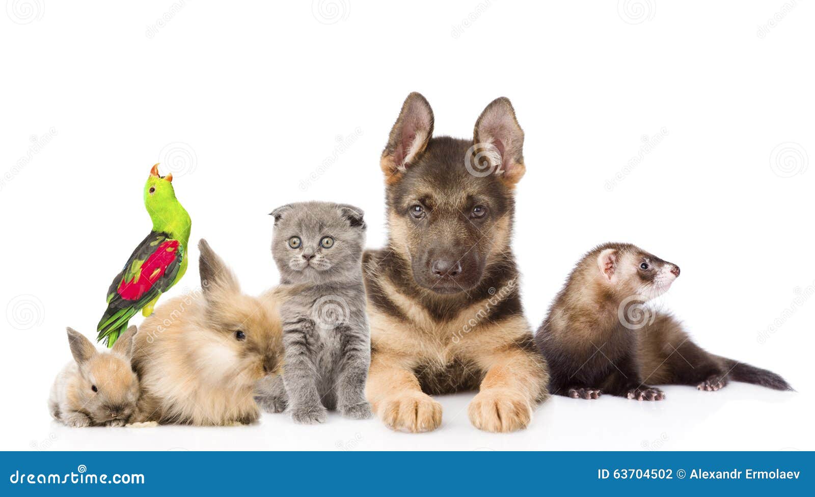 Weasel Rabbit Stock Photos - Free & Royalty-Free Stock Photos from ...