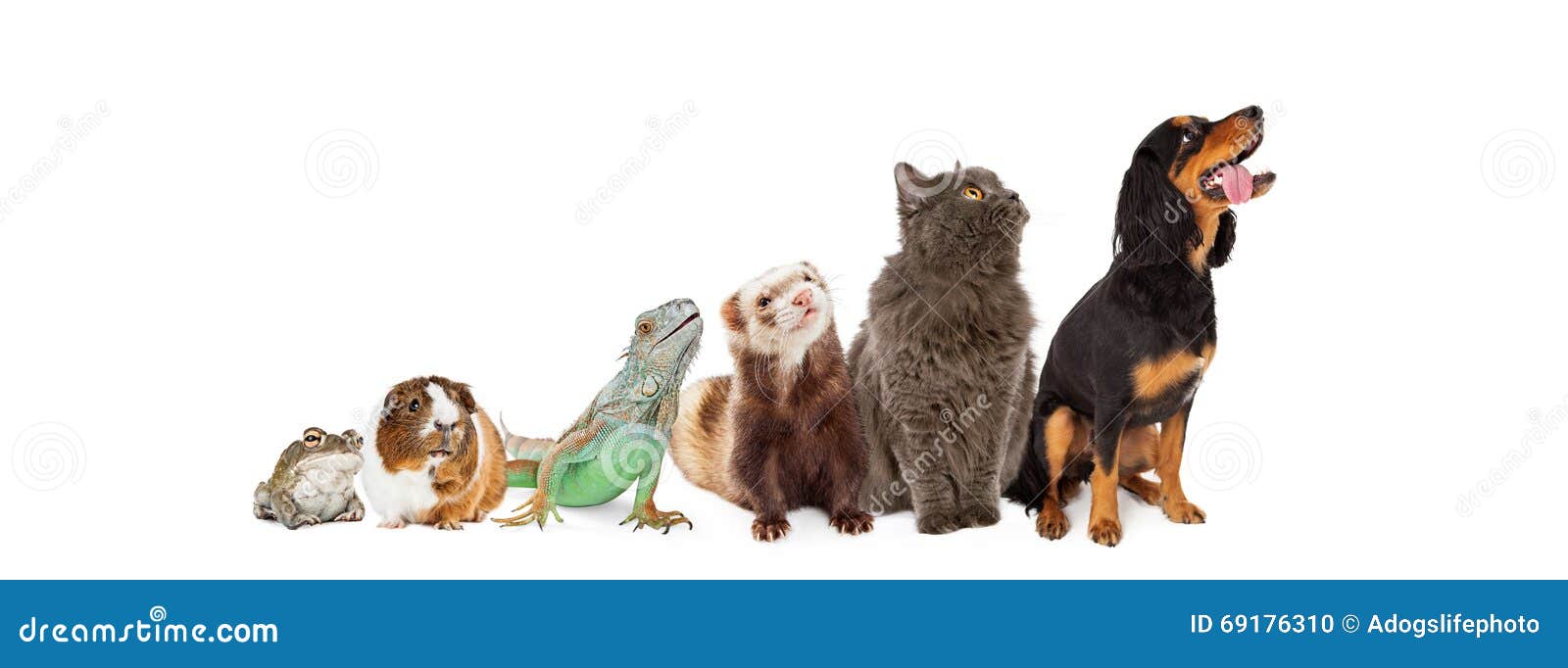 Group of Pets Looking Up and Side Banner Stock Photo - Image of friends ...
