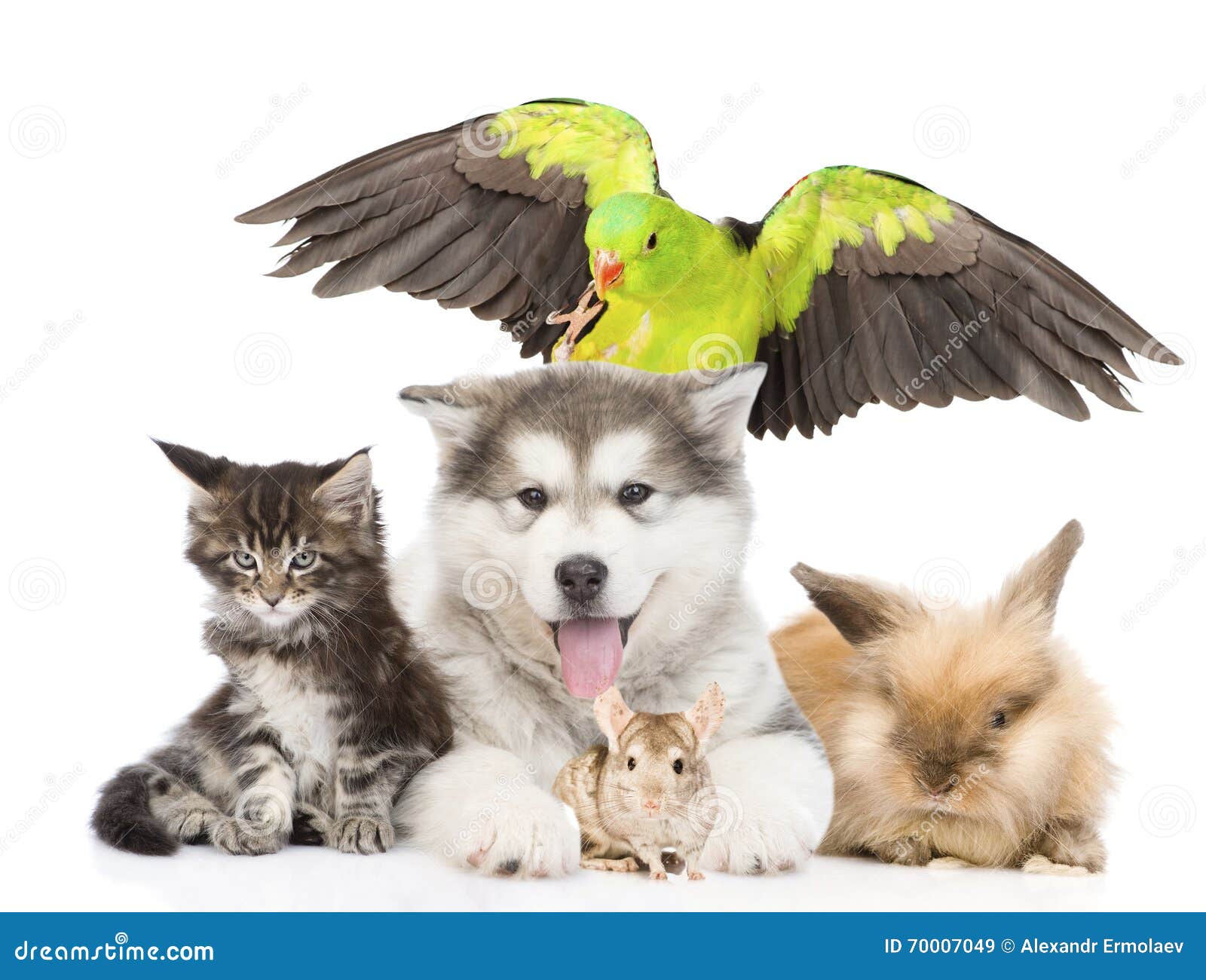 792 Group Pets Sitting Front White Background Stock Photos - Free ...