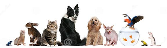 Group of Pets Sitting in Front of White Background Stock Photo - Image ...