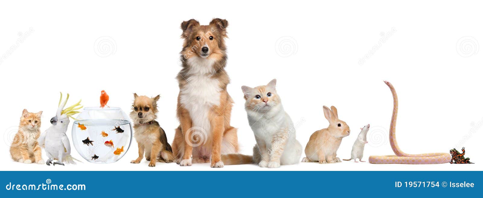 Group of Pets Sitting in Front of White Background Stock Photo - Image ...