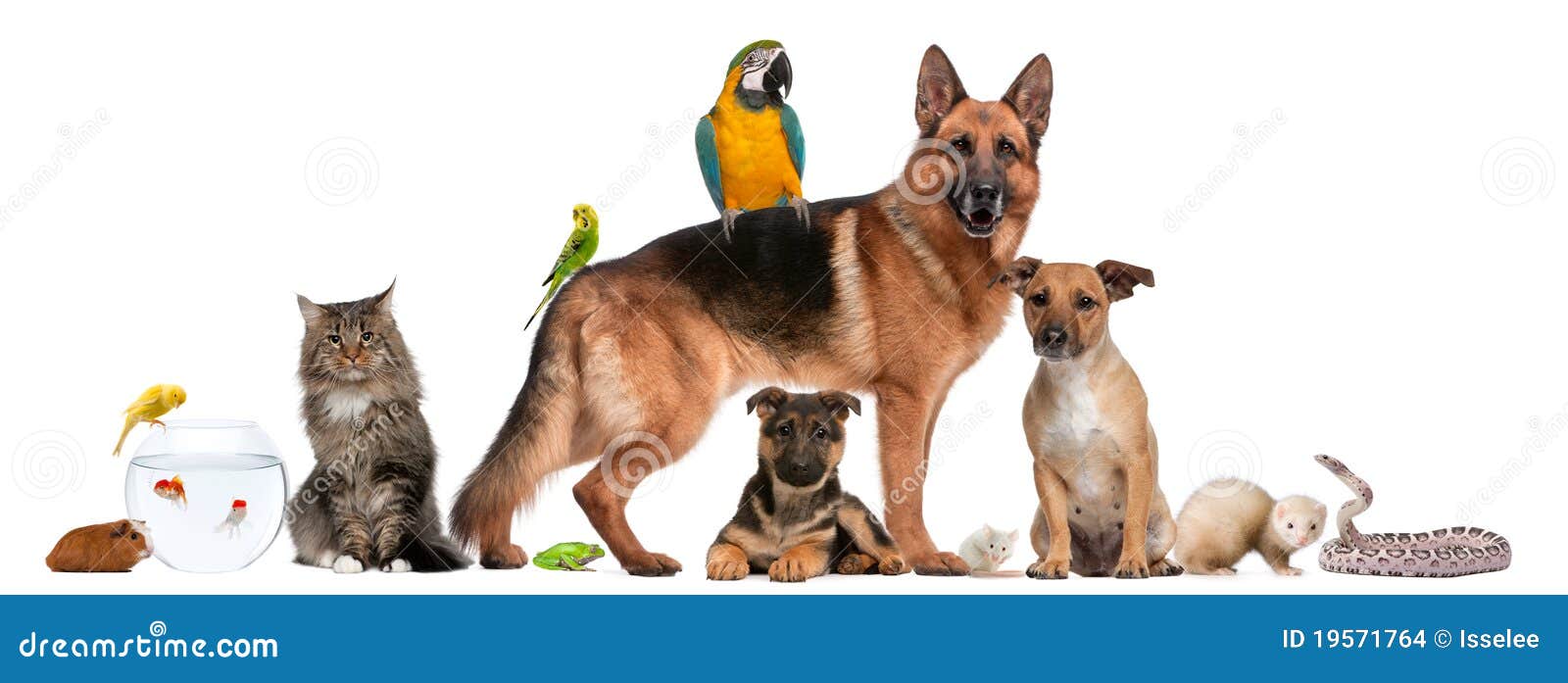 Group of Pets Sitting in Front of White Background Stock Photo - Image ...