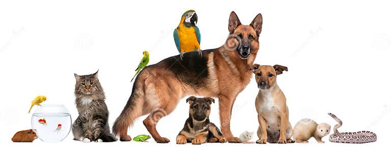 Group of Pets Sitting in Front of White Background Stock Photo - Image ...
