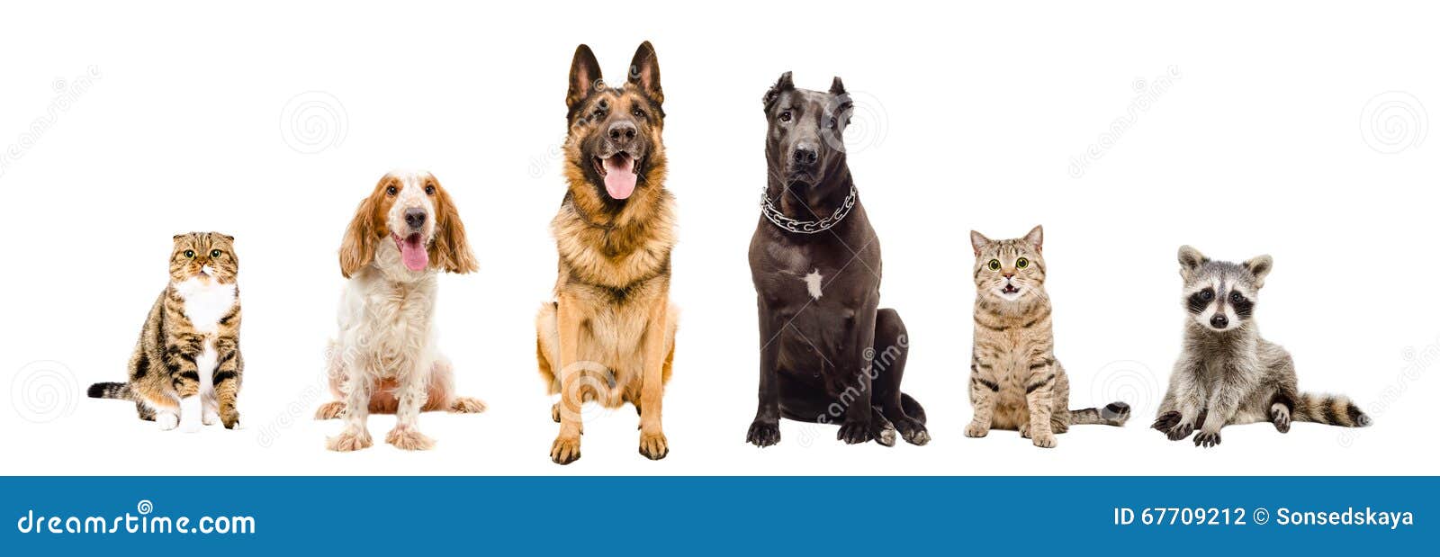 Group of Pets Sitting Together Stock Photo - Image of animals ...
