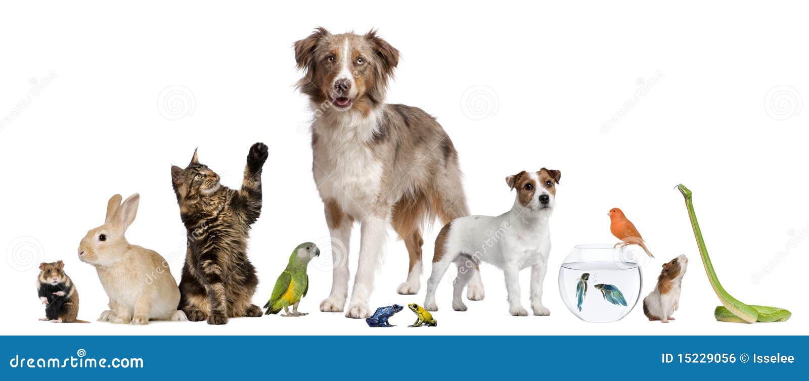 Group of pets together stock photo. Image of mammal, isolated - 15229056