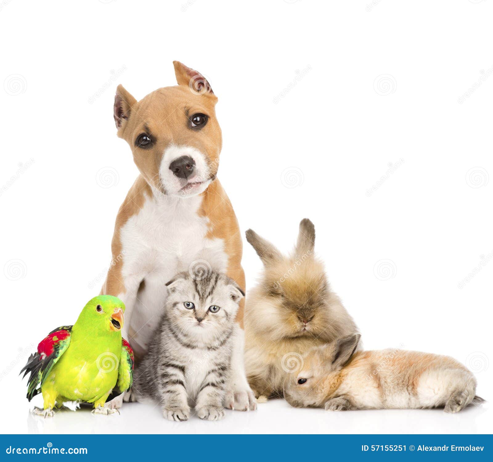 Group of Pets Together in Front. Isolated on White Background Stock ...
