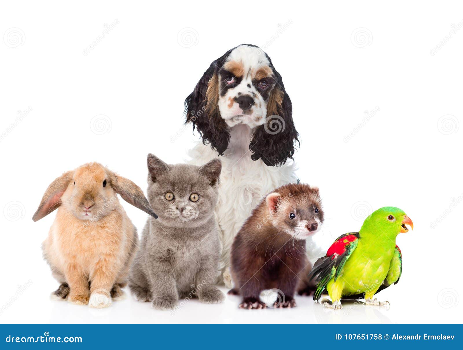 Group of Pets Together in Front View. Isolated on White Background ...