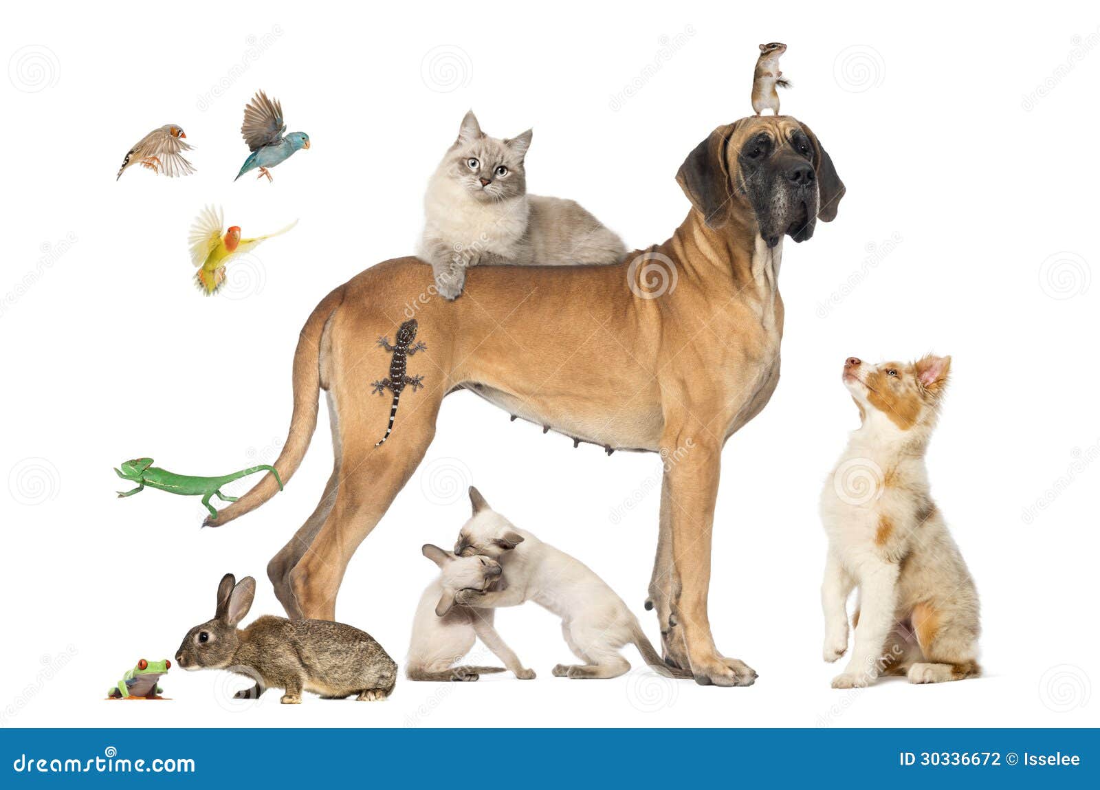Group of pets together stock photo. Image of isolated - 30336672