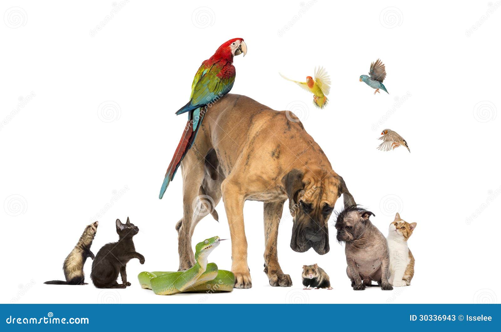 Group of pets together stock image. Image of great, away - 30336943