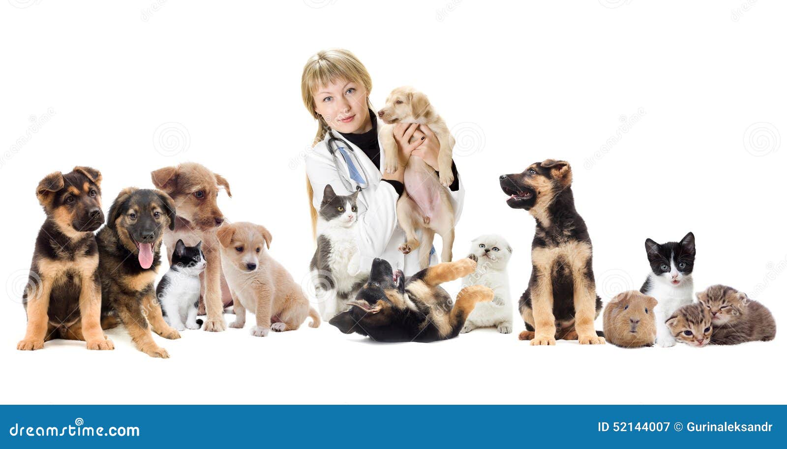 Group of pets stock image. Image of veterinary, kitten - 52144007