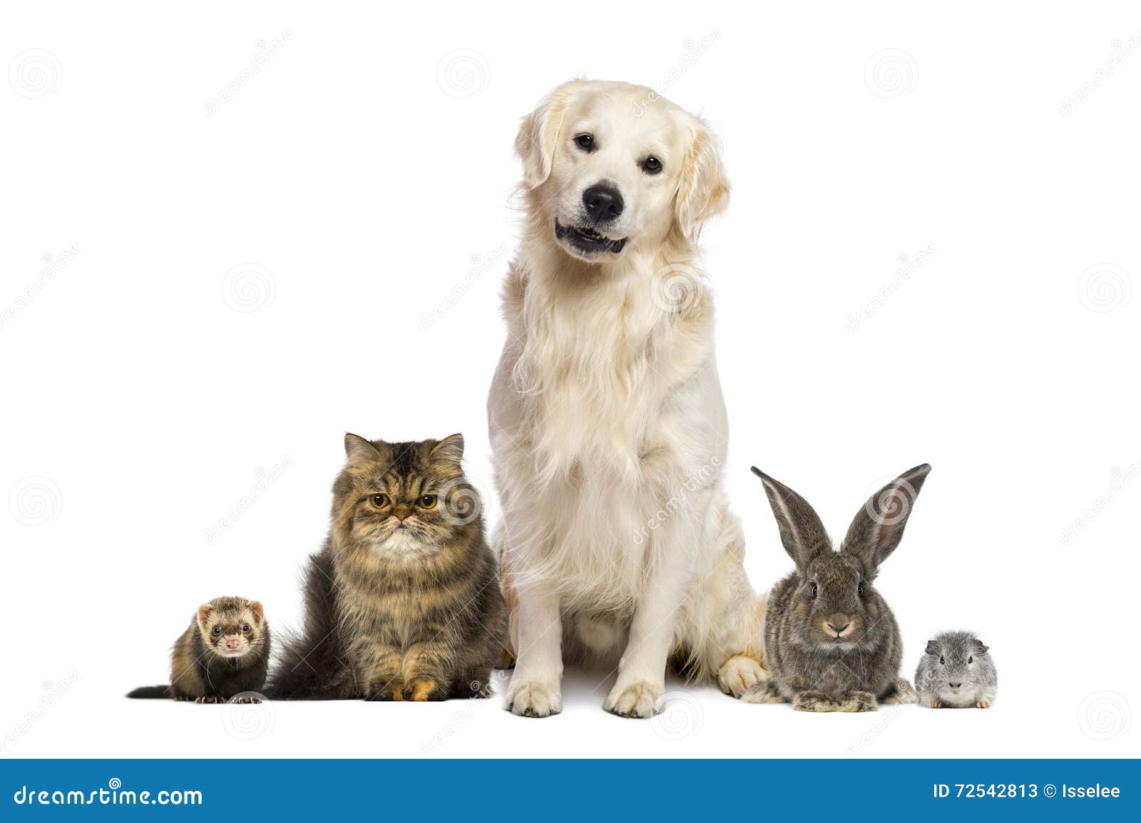 Group of pets stock image. Image of carnivore, people - 72542813