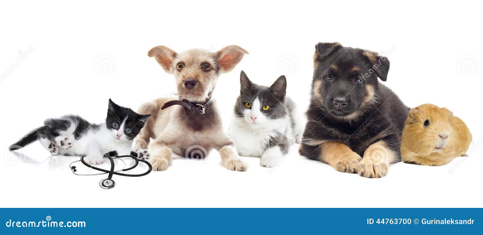 Group of pets stock photo. Image of kitten, backgrounds - 44763700