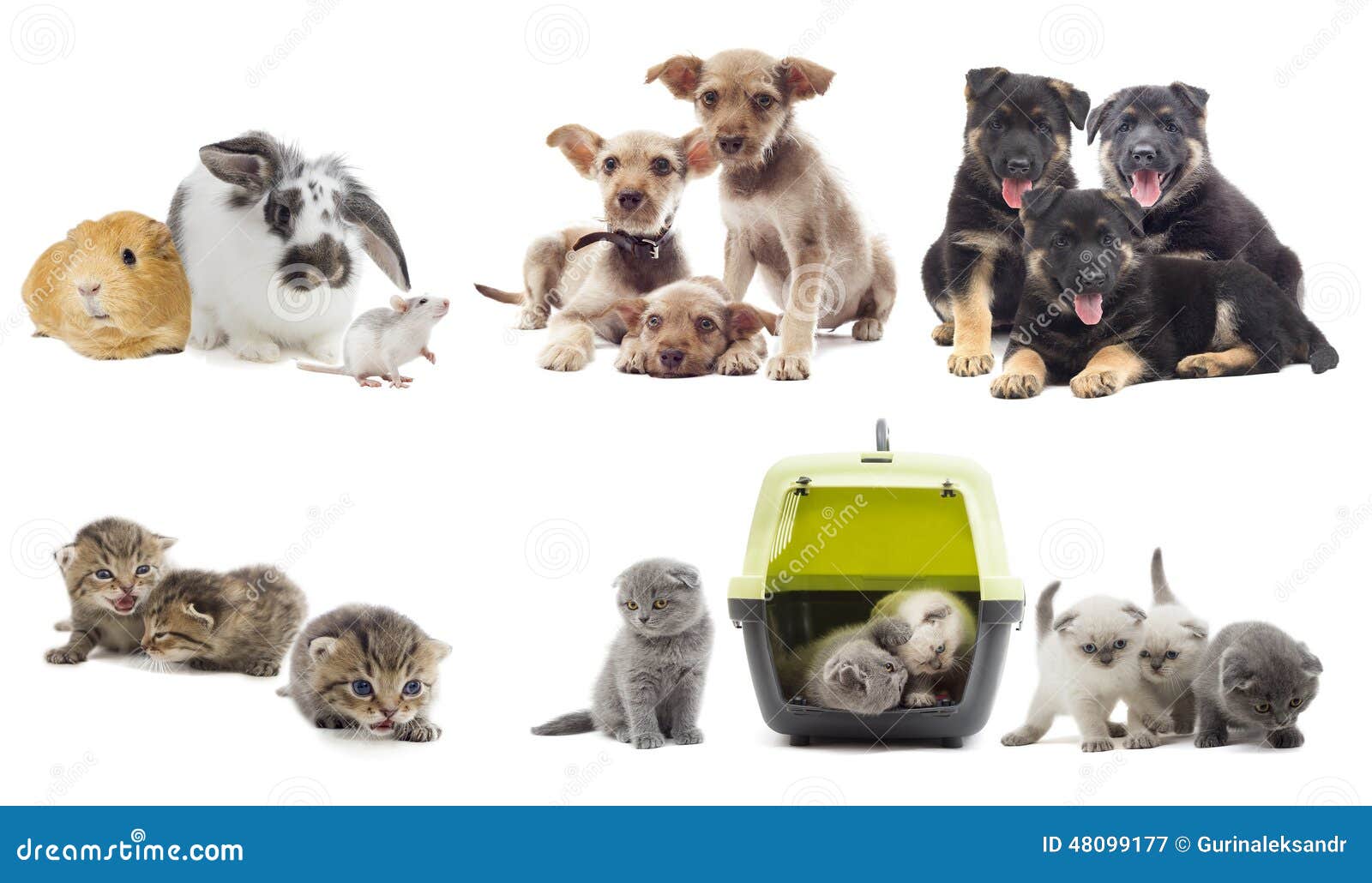 Group of pets stock image. Image of mammals, funny, canine - 48099177