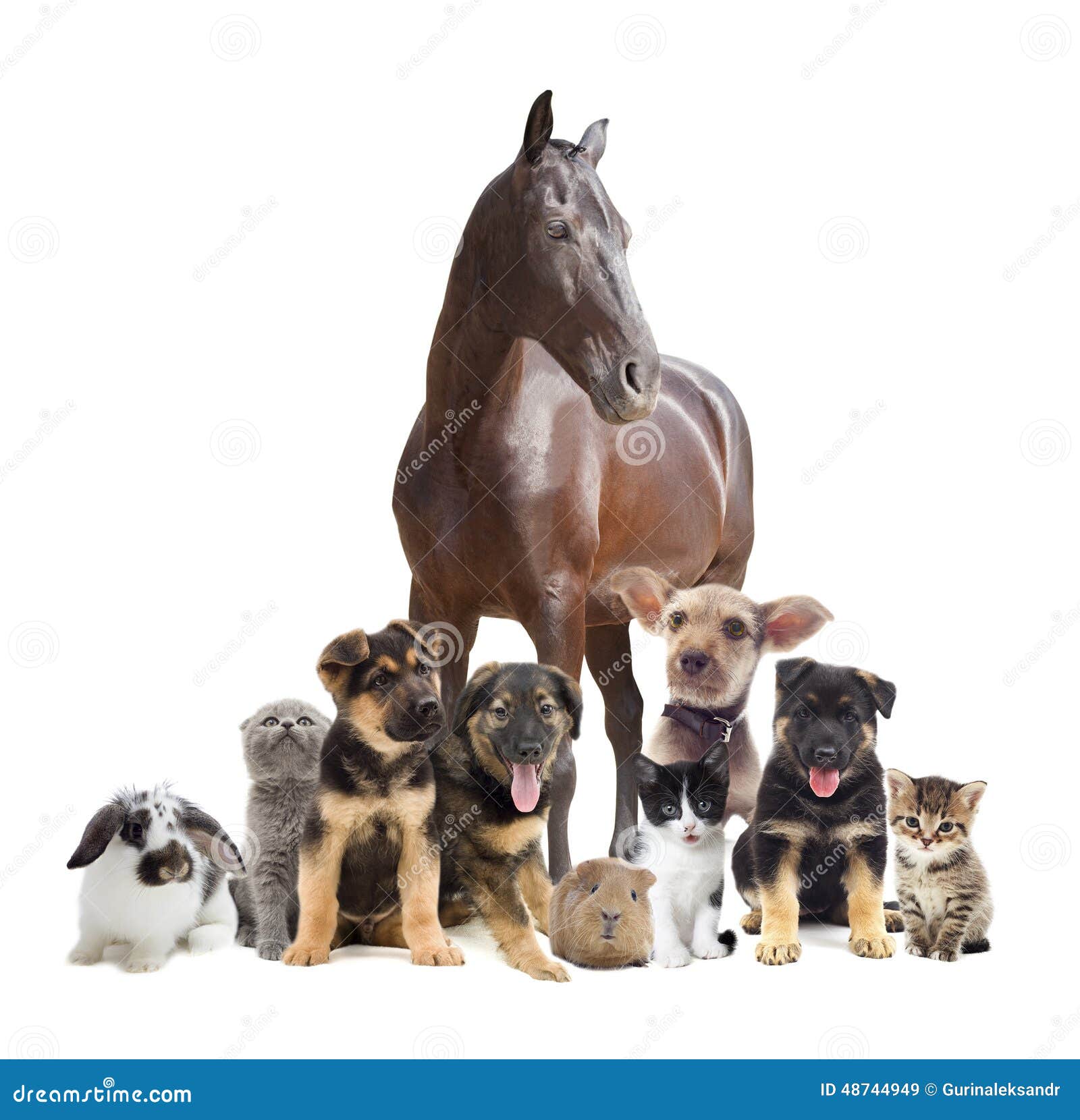 Group of pets stock image. Image of kitten, group, cute - 48744949