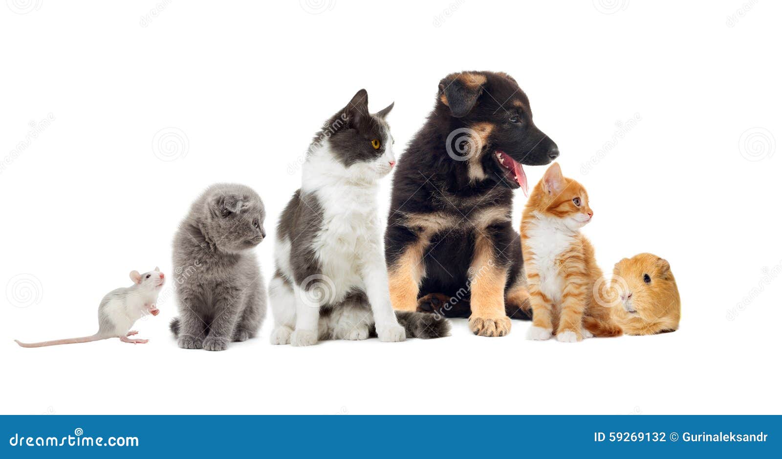 Group of pets stock photo. Image of cheerful, domestic - 59269132