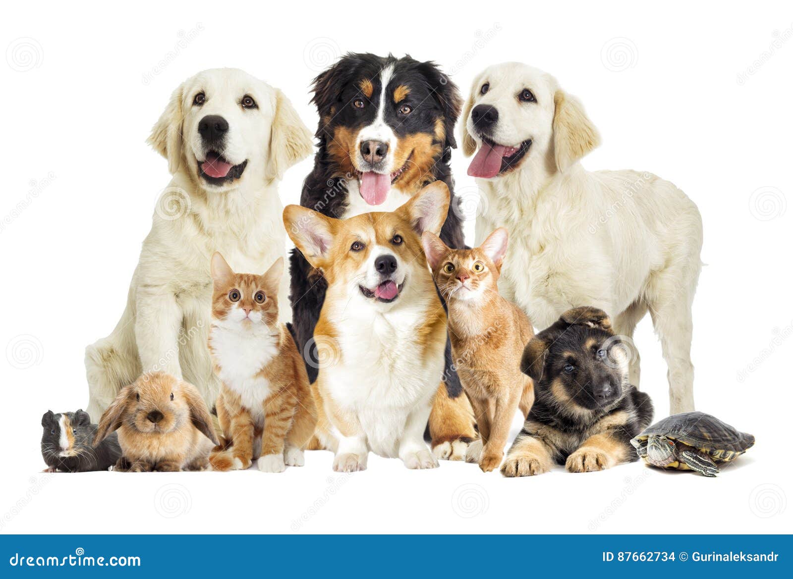 Group of Pets on White Background Stock Photo - Image of shepherd ...