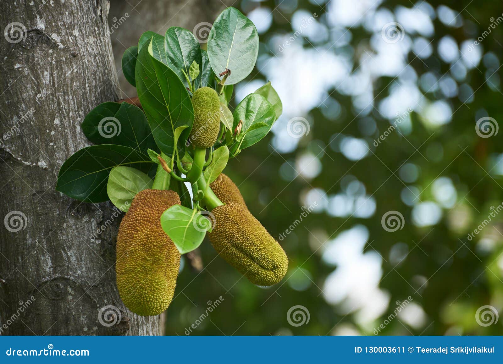 Group Pf Small Young Jackfruits on the Tree. Stock Image - Image of ...